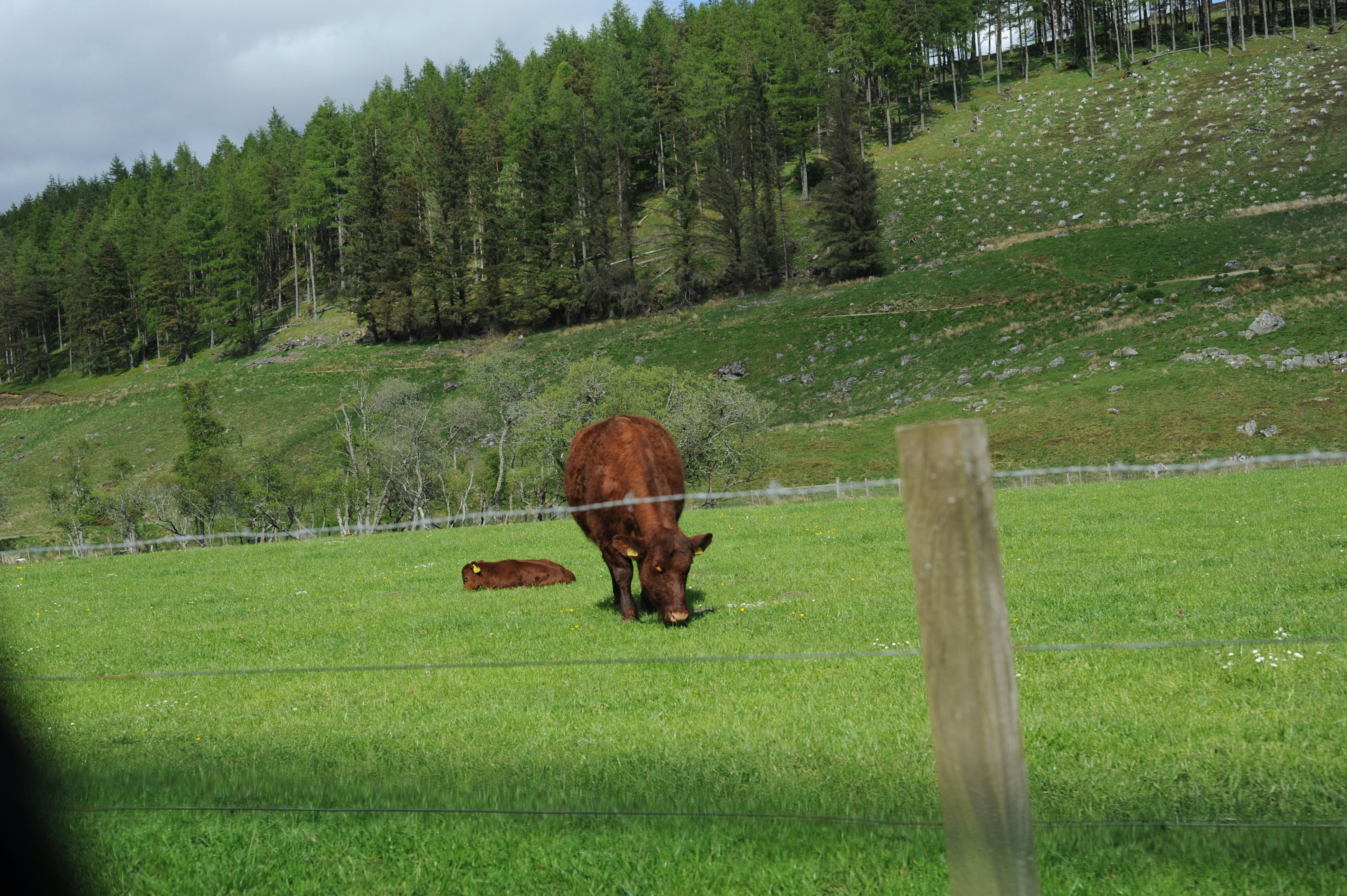 Pasture Sentinel: A Brown Cow Grazes as the Fence Threads the Field
