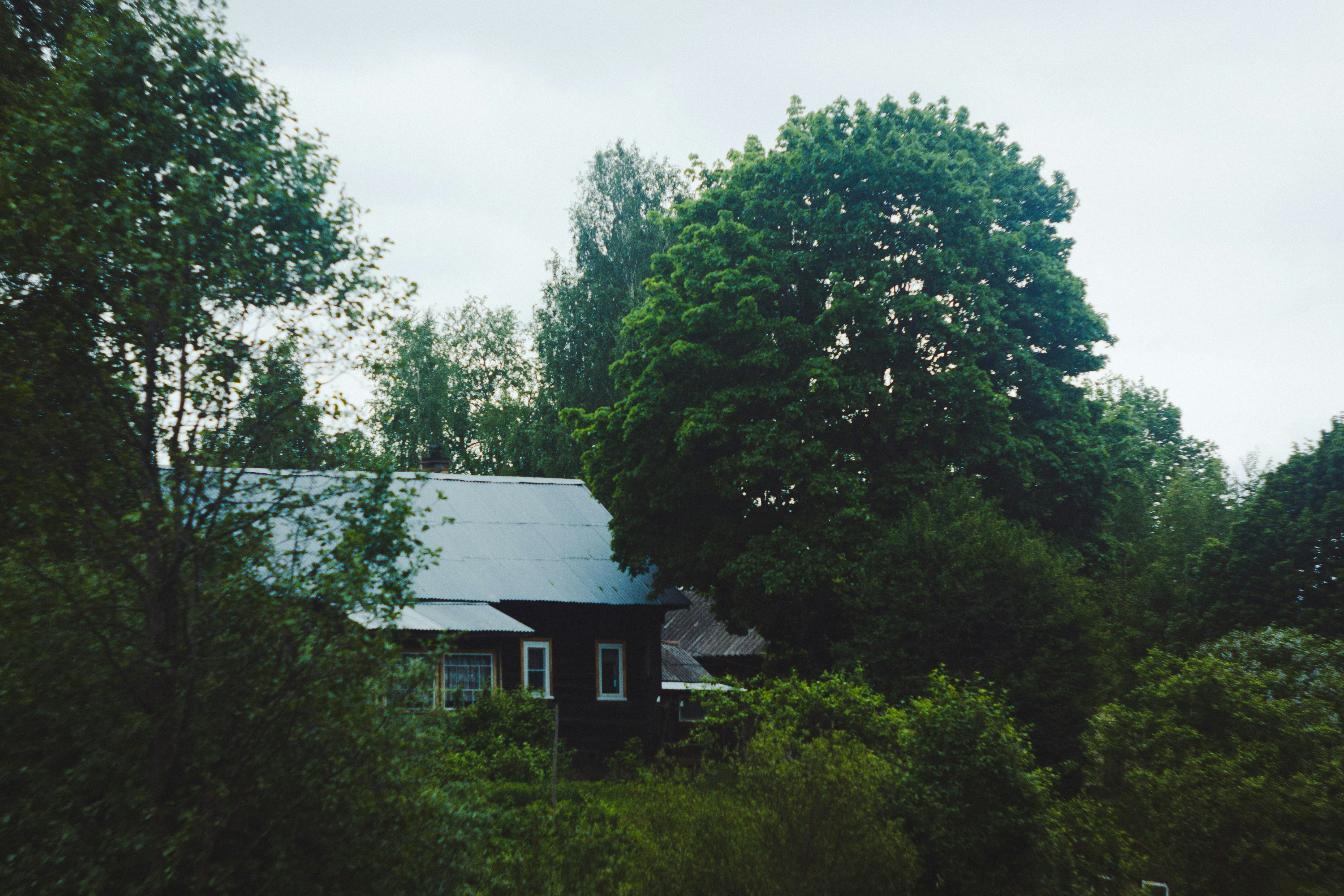 A Quiet Farmhouse Nestled Among Verdant Canopy