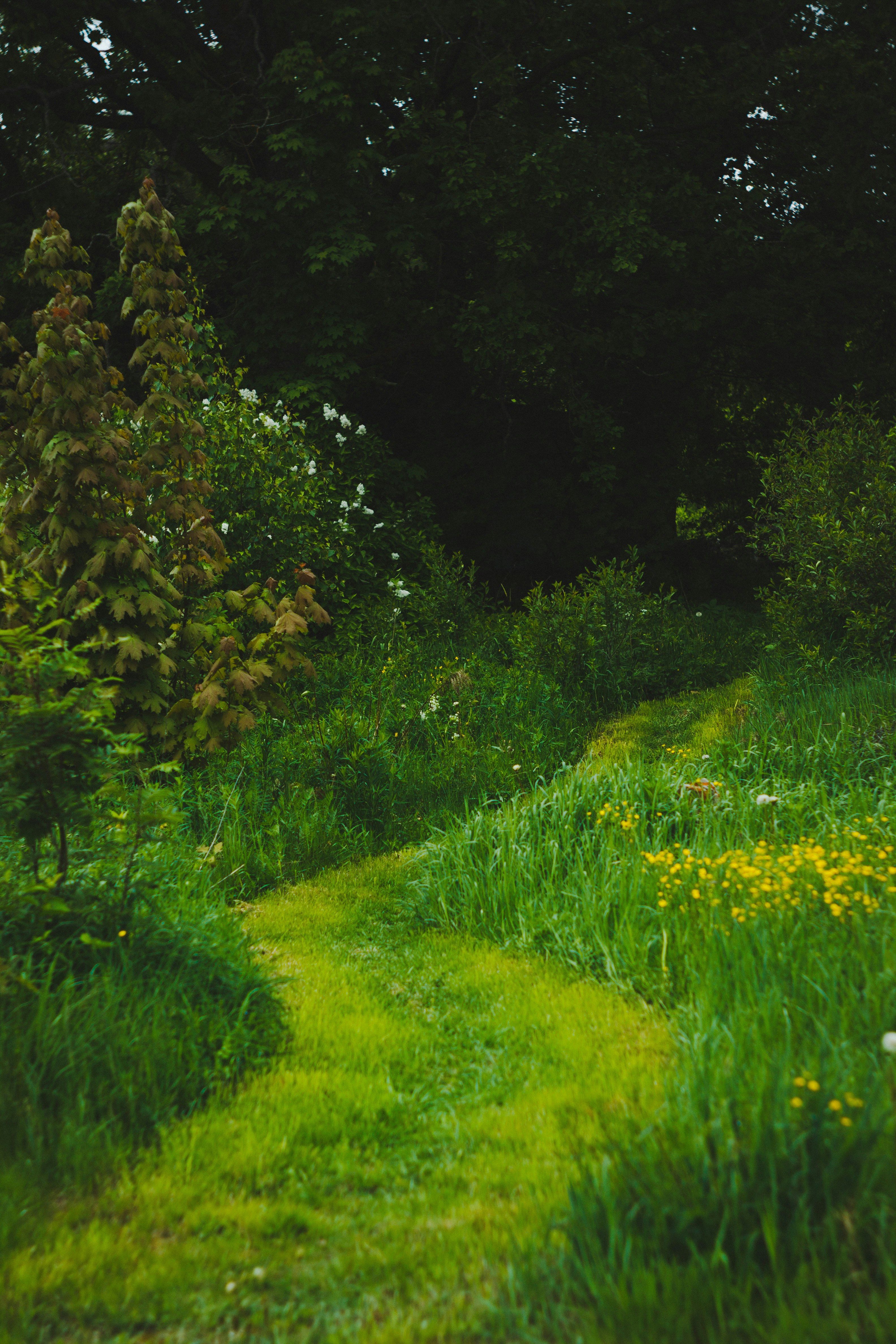 Hidden Meadow Pathway through Bright Wildflowers