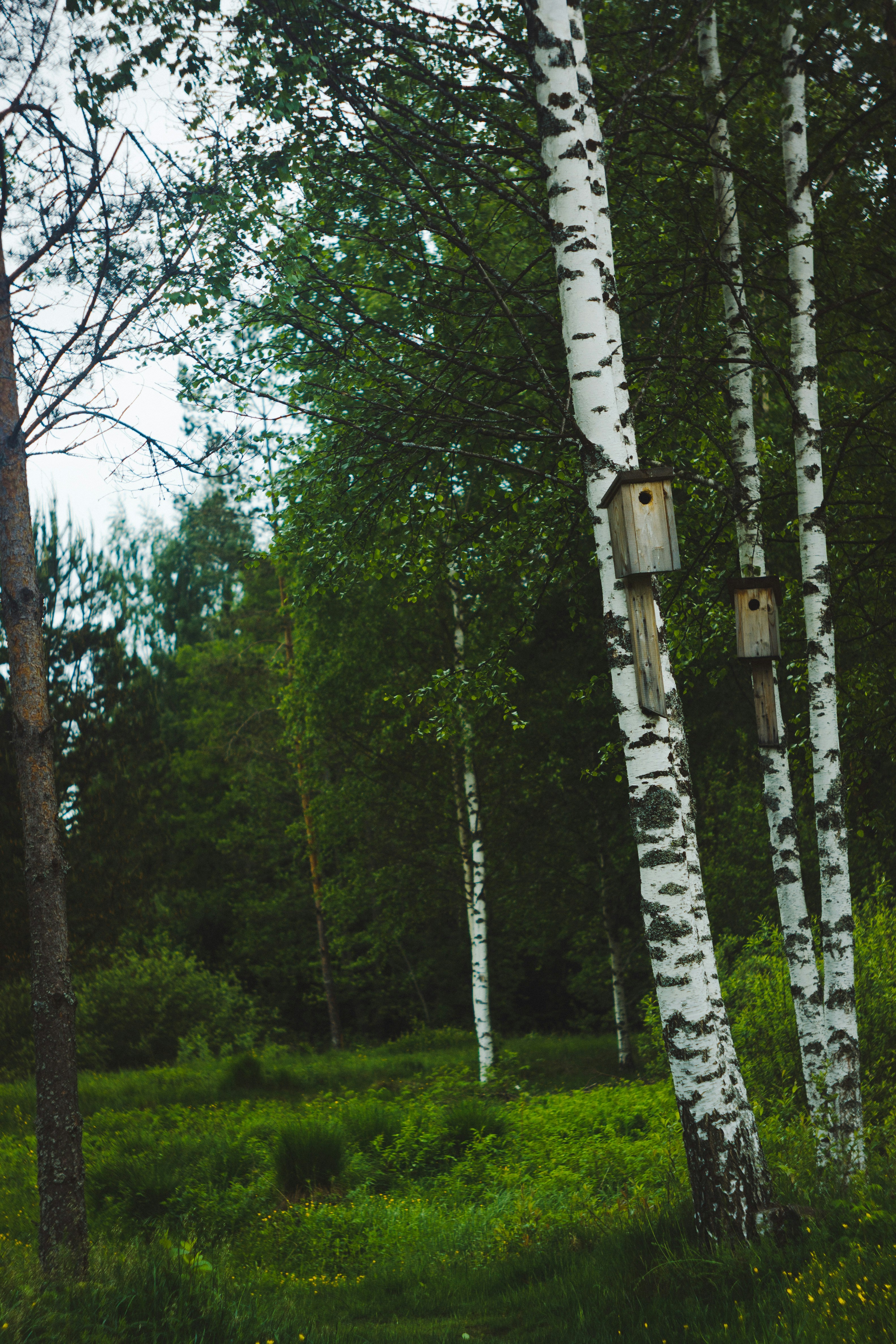 Birch Lane and Birdhouses