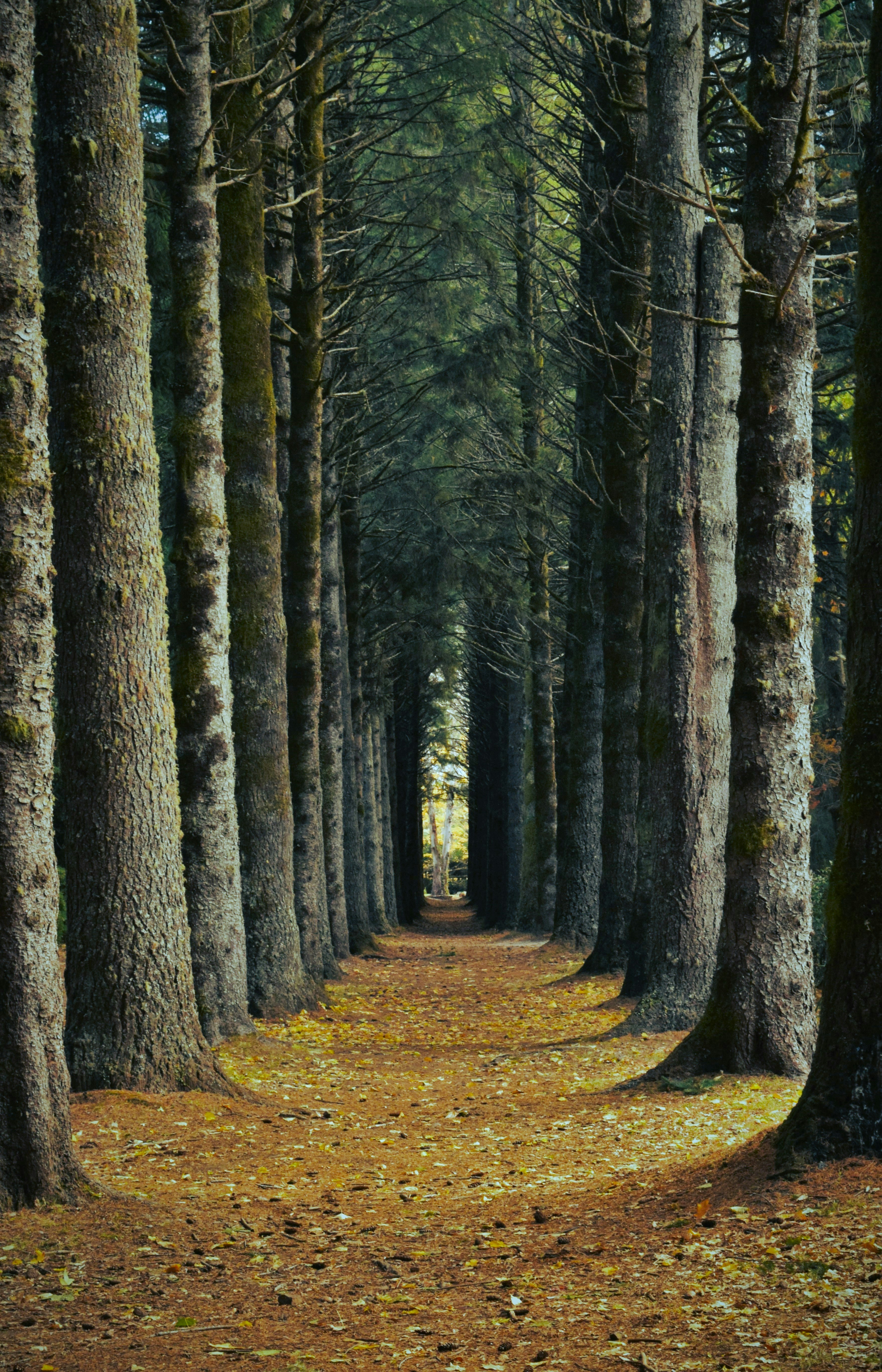 Emerald Avenue: Row of Conifer Sentinels Framing a Golden Forest Path
