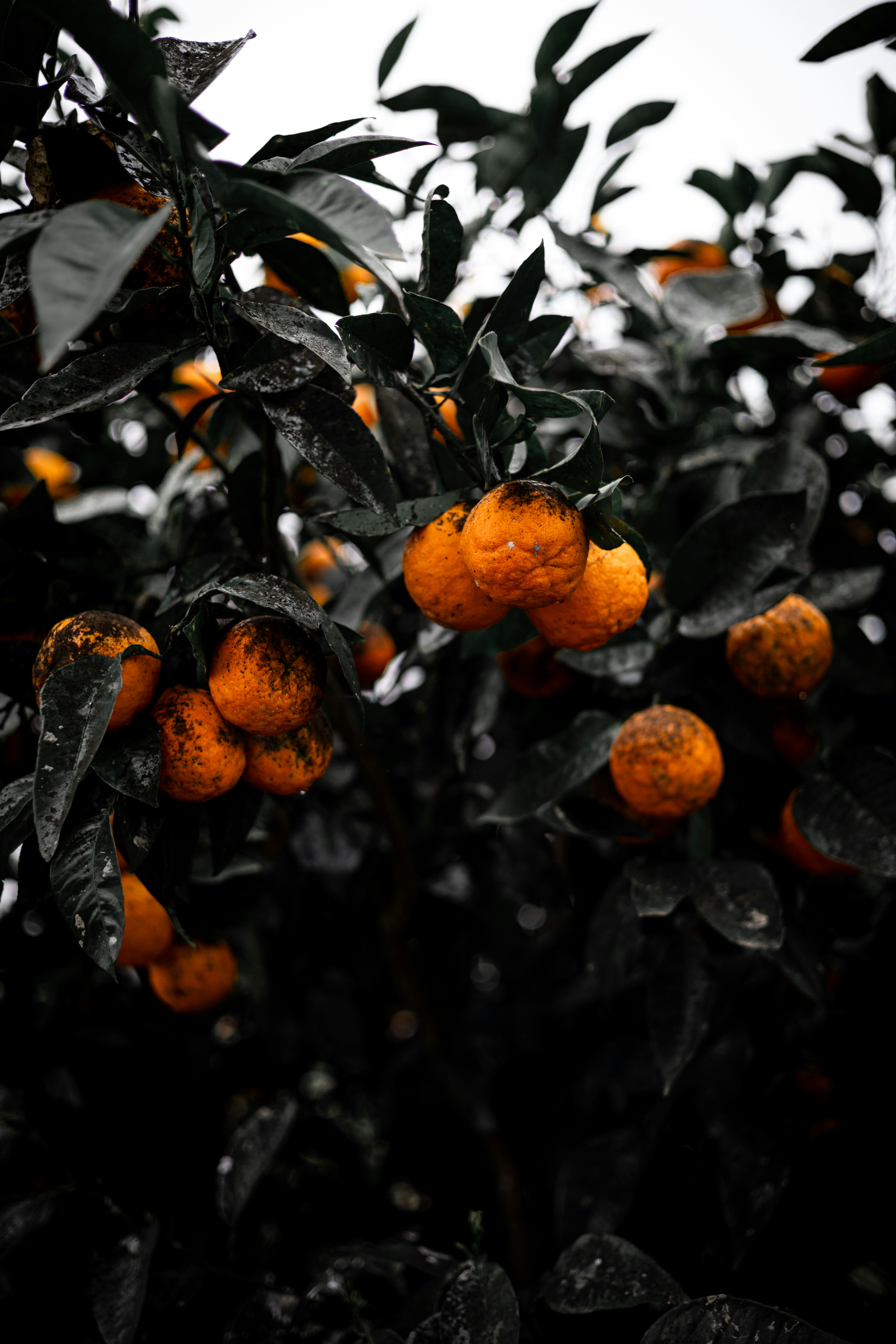 Amber Oranges Amid Dark Foliage