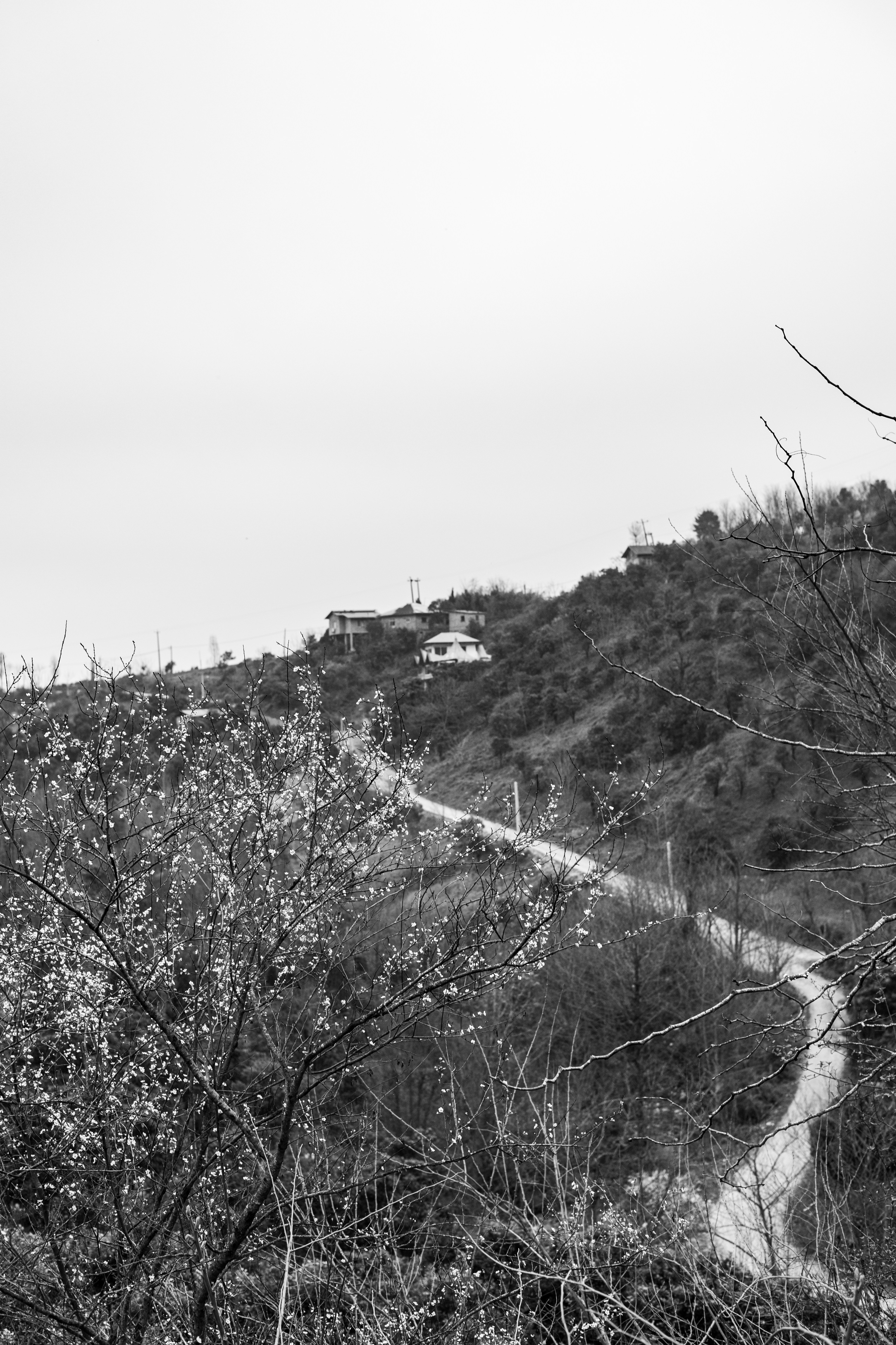  hillside road to distant houses framed by blooming foreground branches
