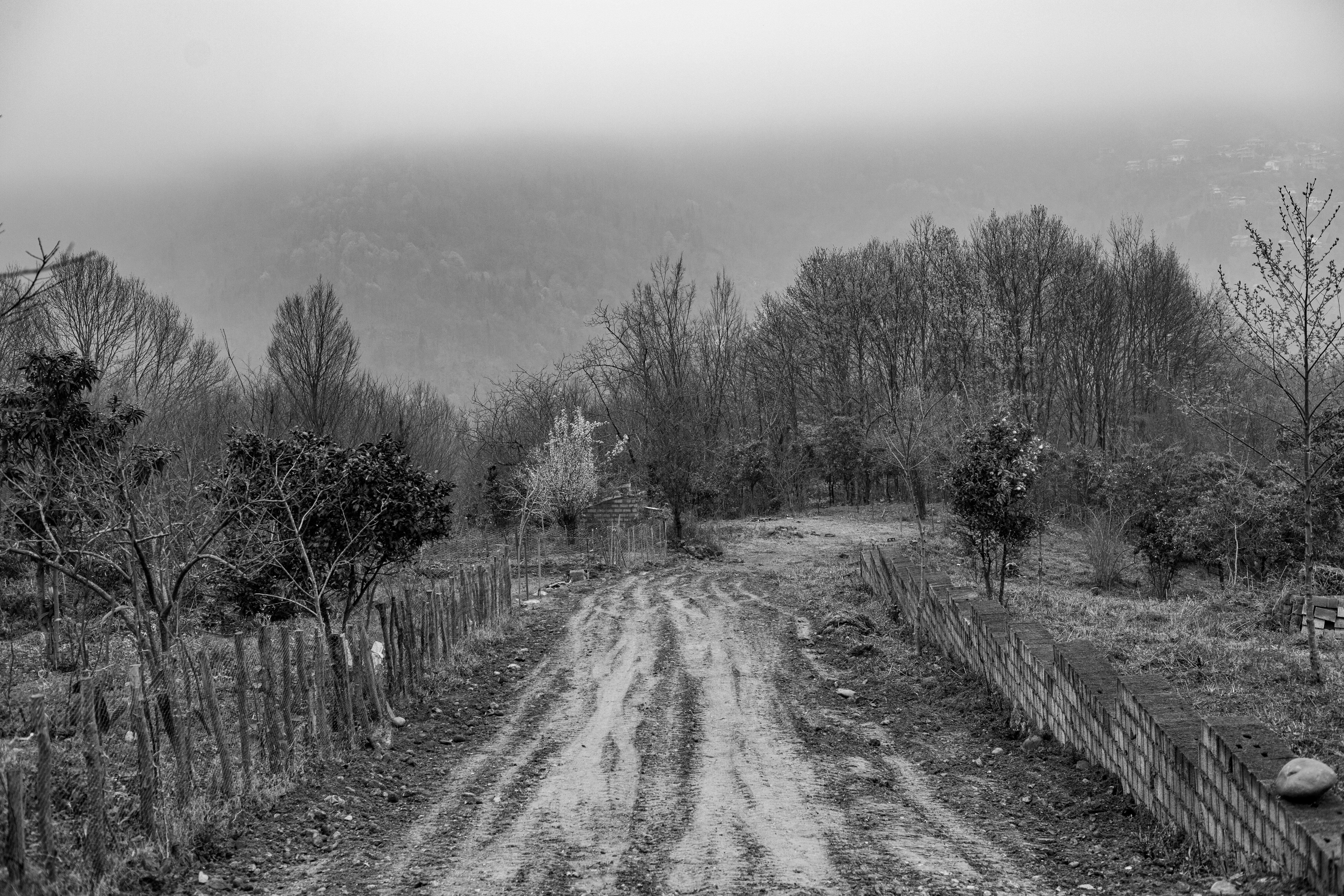 Rutted Path Through a Quiet Winter Orchard