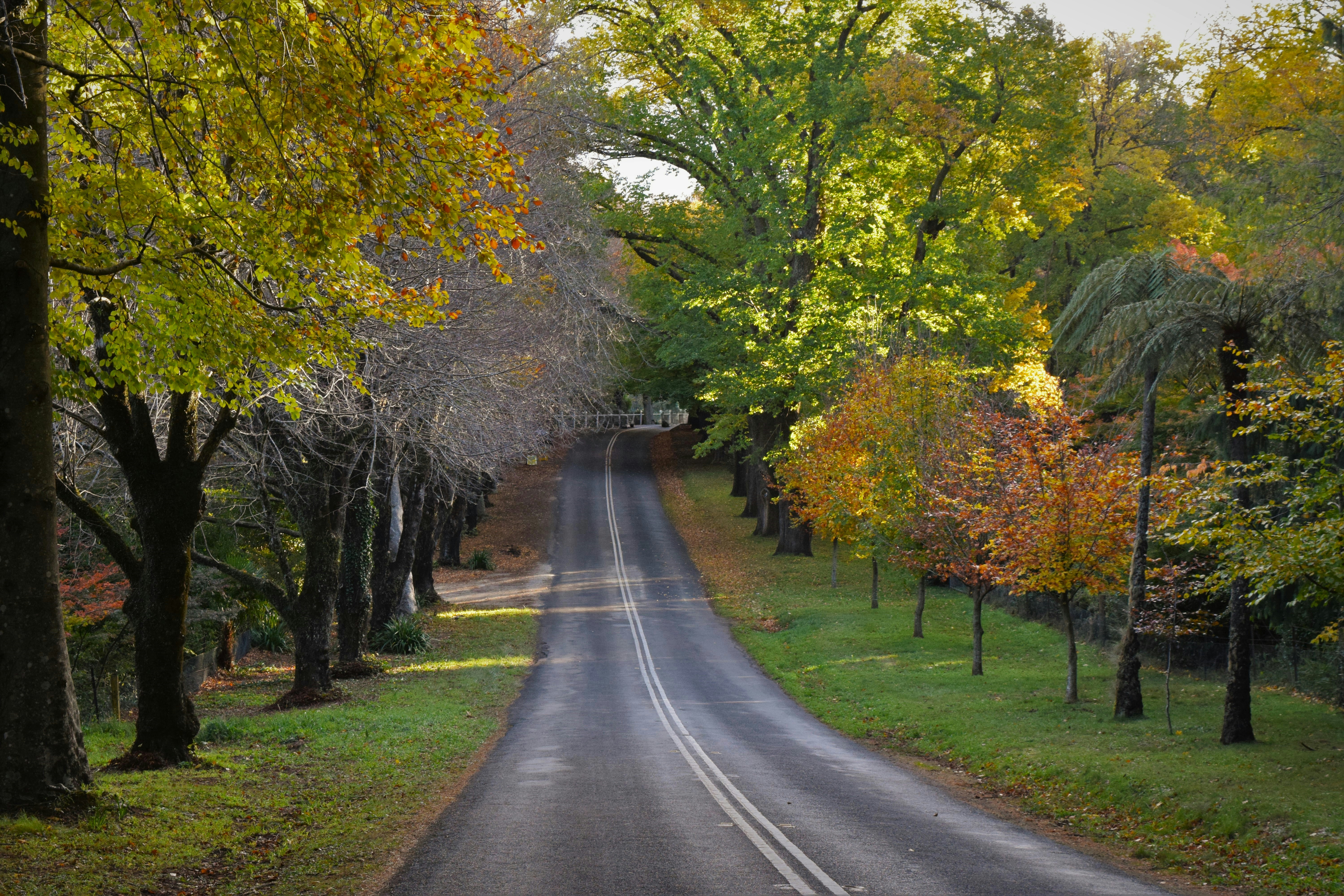 Autumn Drive: A Quiet Road Through Towering Trees