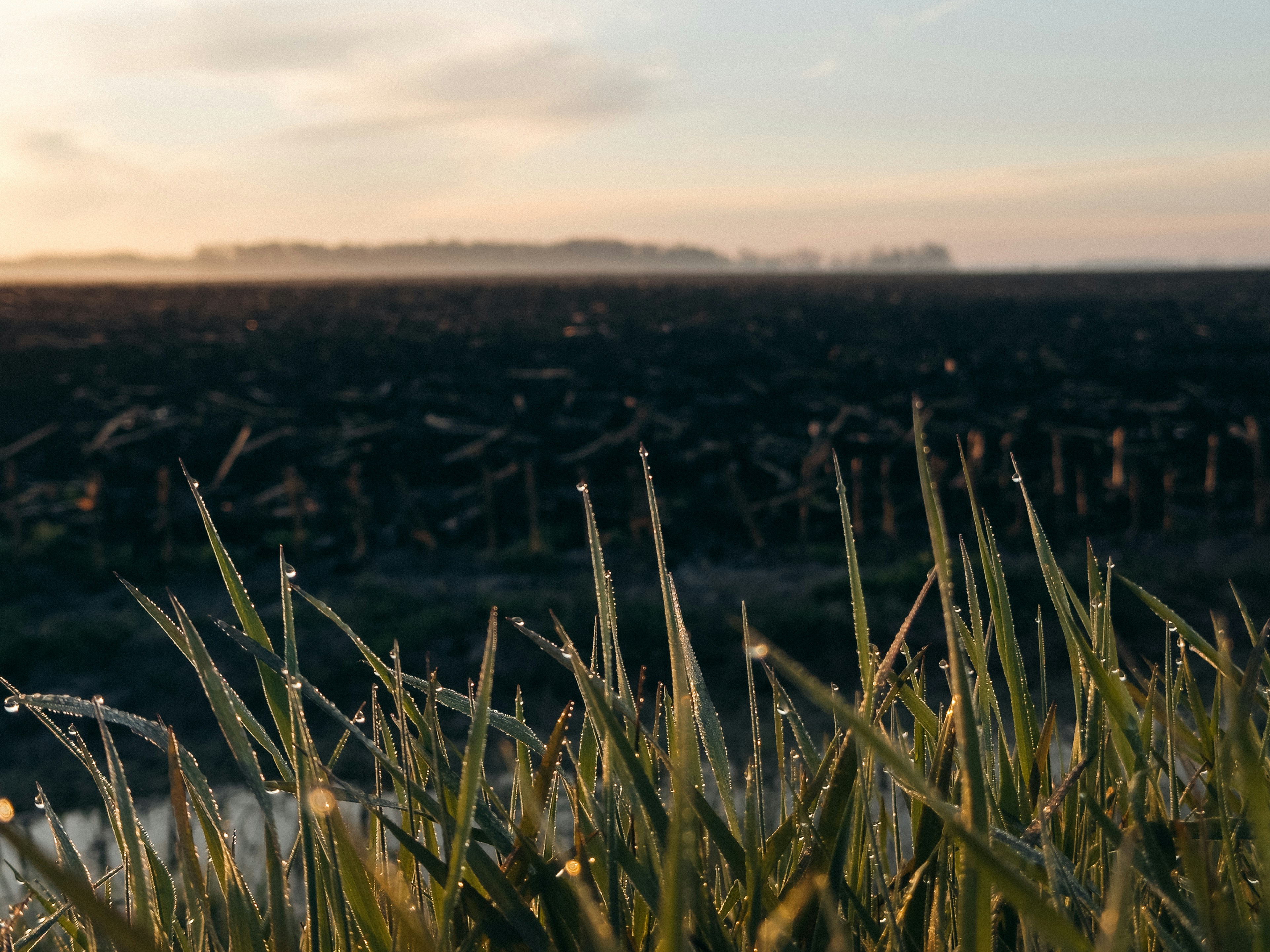 Dew-kissed blades at the edge of dusk