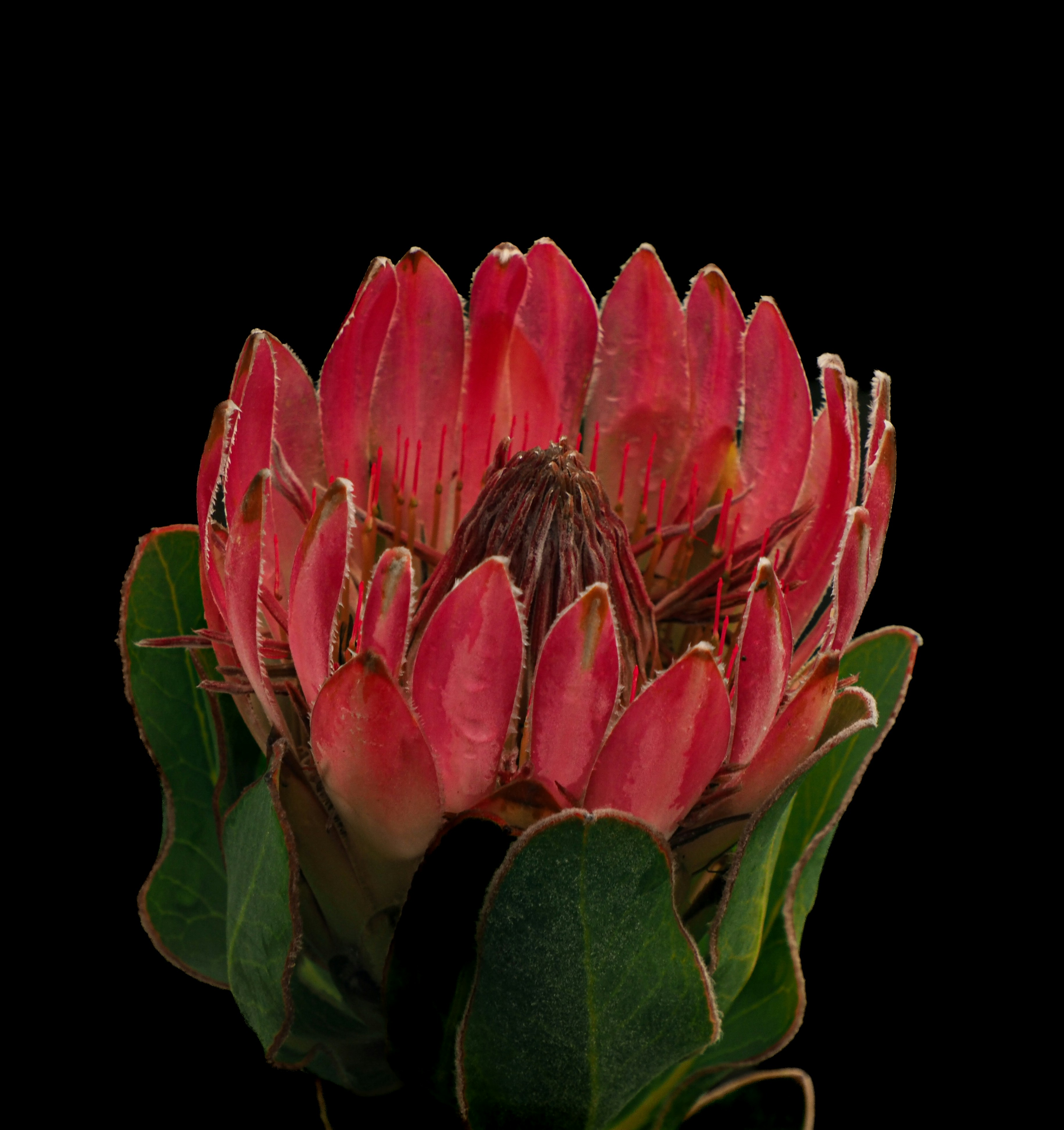 Crimson Protea Crown: Velvet Petals Against Midnight