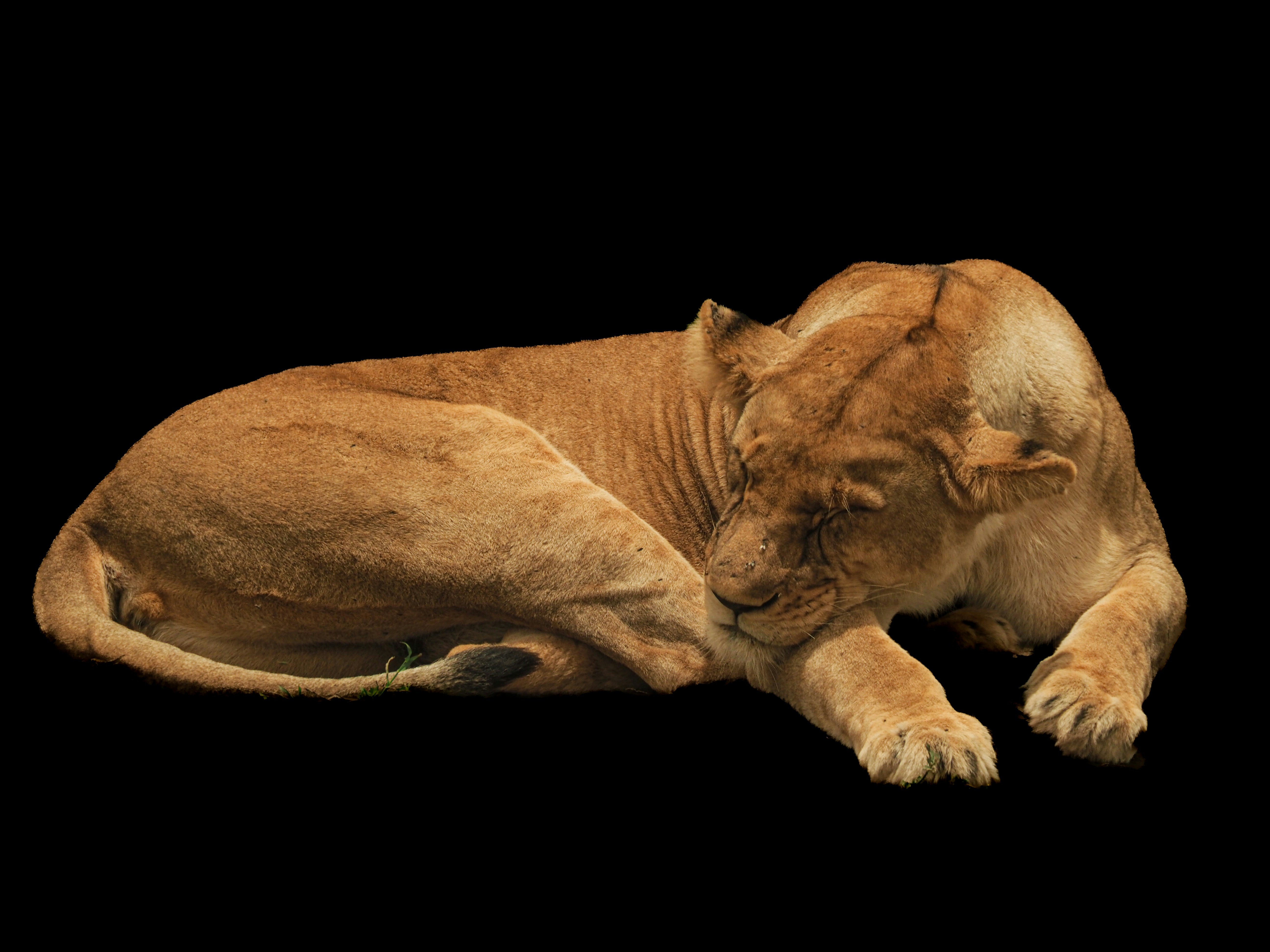 A lioness lies curled on a dark backdrop, ears relaxed and eyes closed, conveying calm rest. The scene emphasizes shape and fur texture against an empty background.
