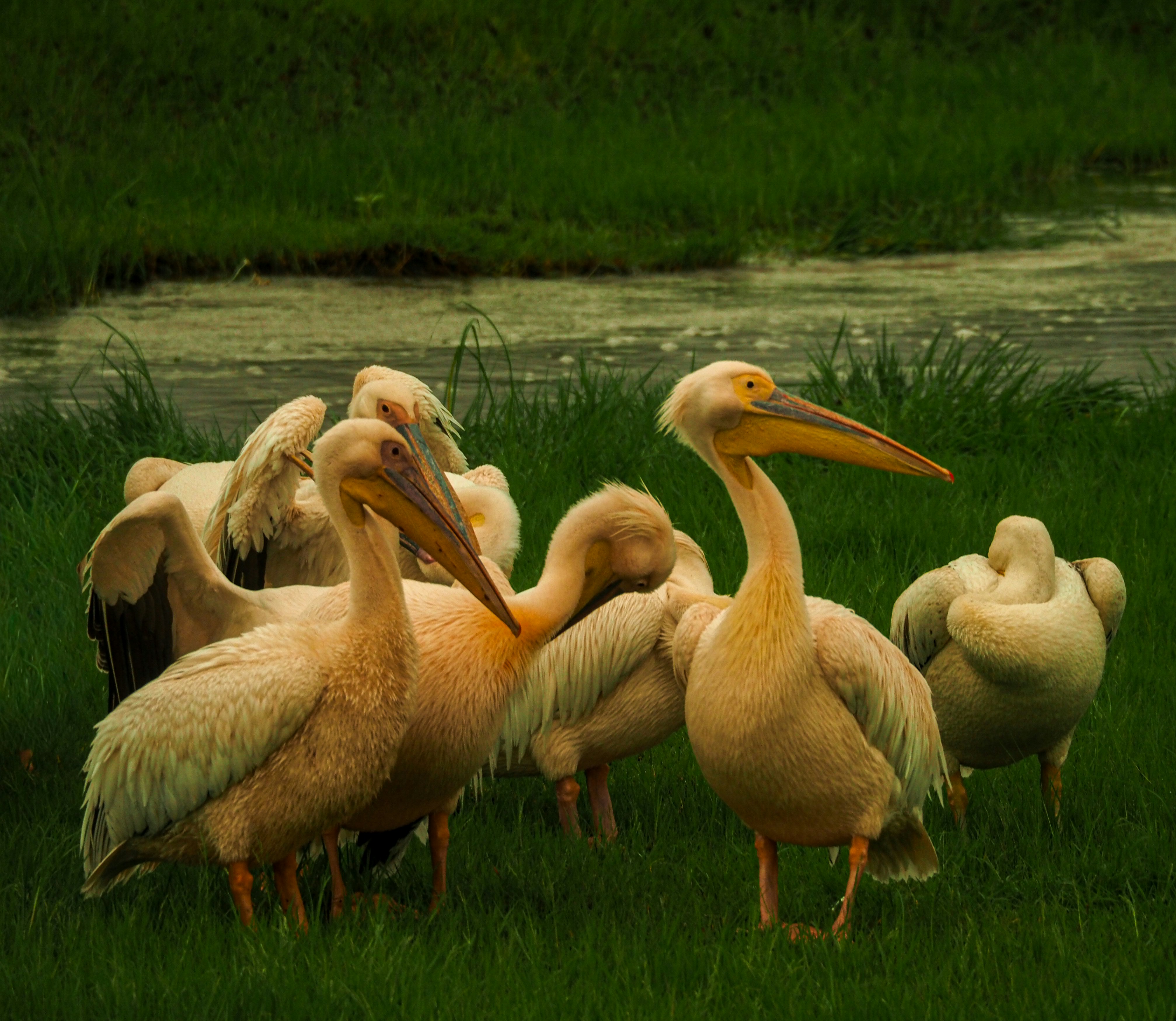 A Flock of Pink-Gray Pelicans Resting in Sunlit Marsh