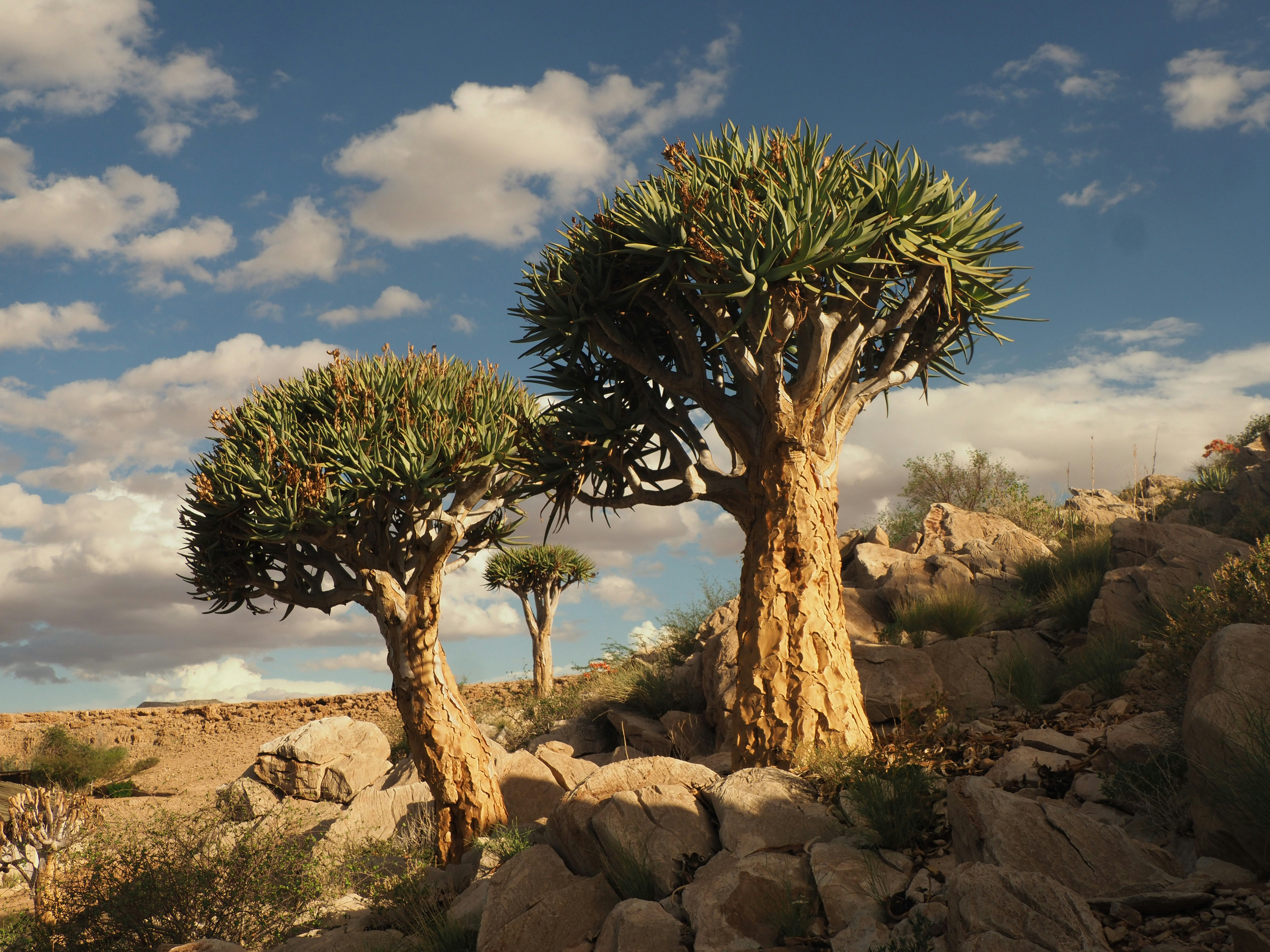 Desert Sprinters: Quill-Leaf Trees Beside Weathered Stones