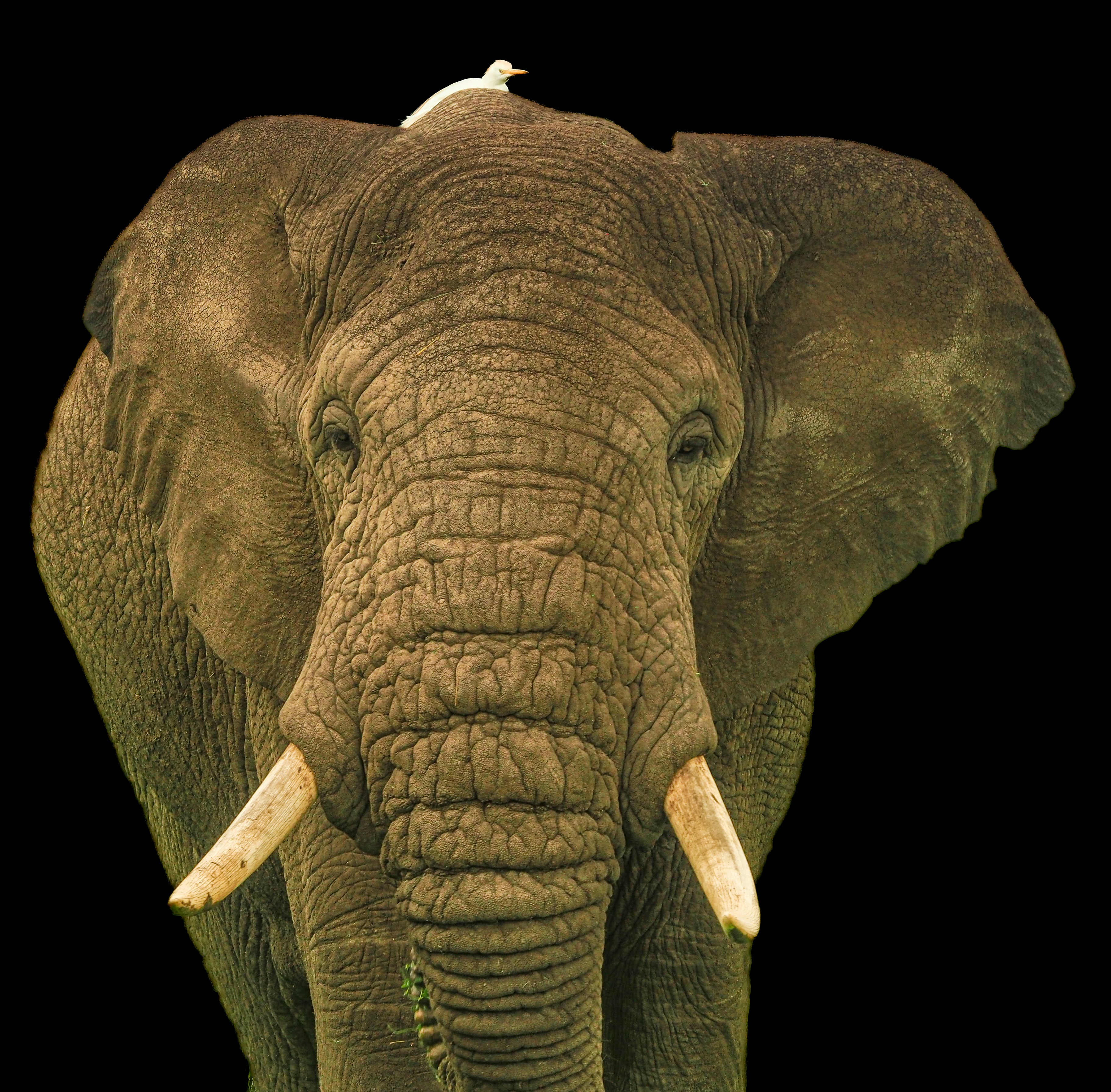 Portrait of a Gentle Giant: Front View of an African Elephant