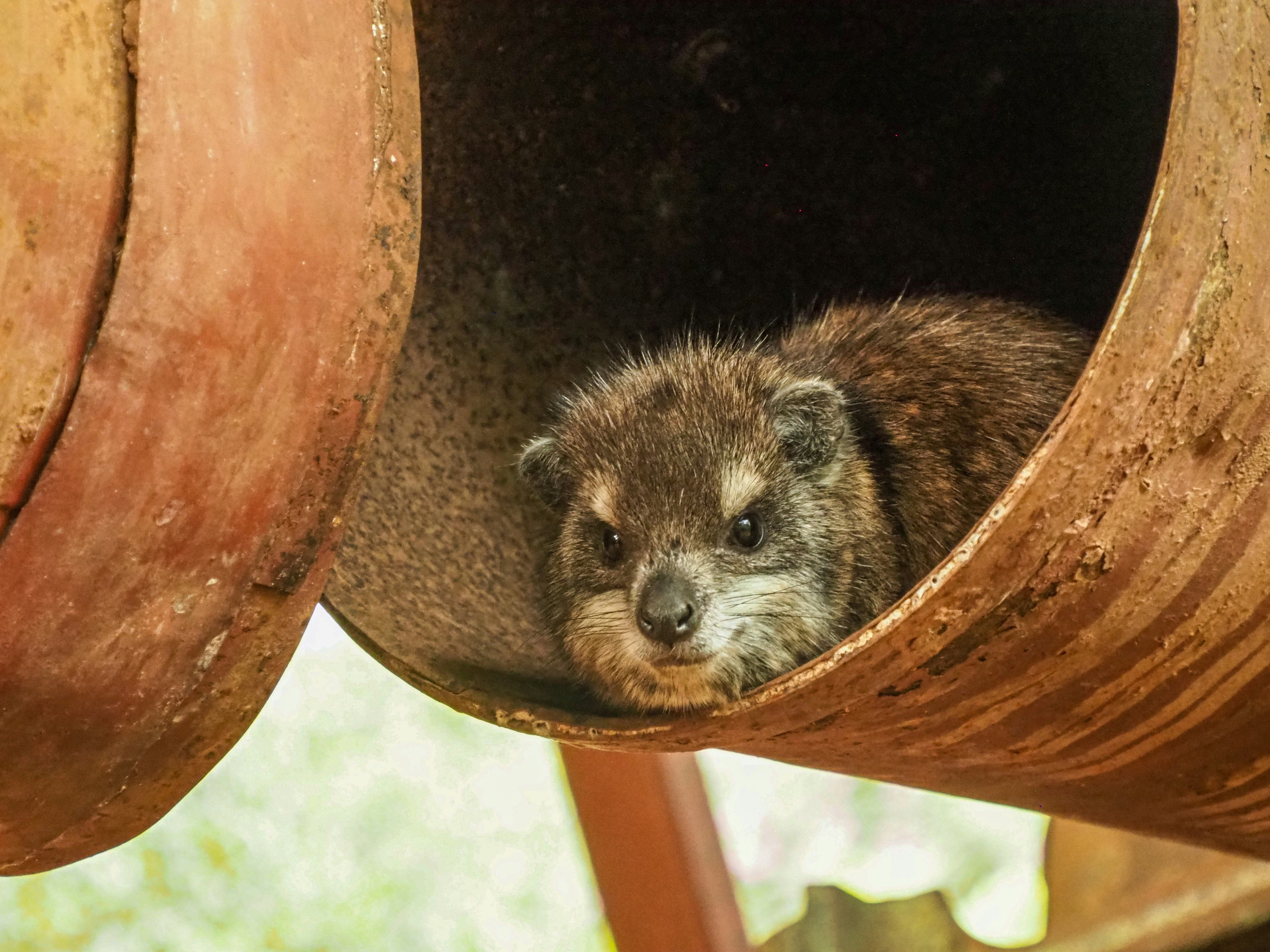 Curious Pine-Martin Peering from a Rusty Hollow