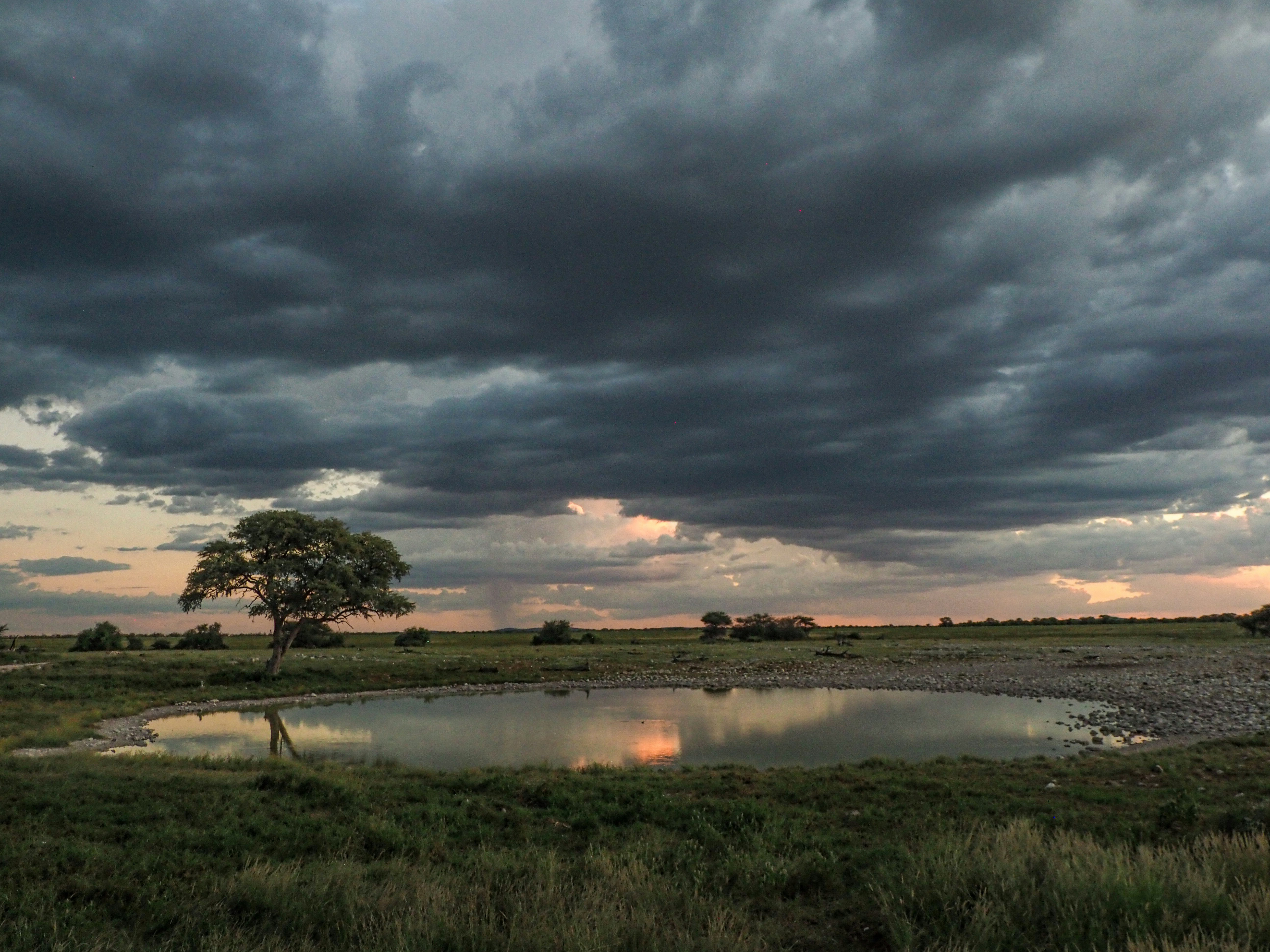 Mirror beneath the storm: a lone tree by a reflective pond at dusk