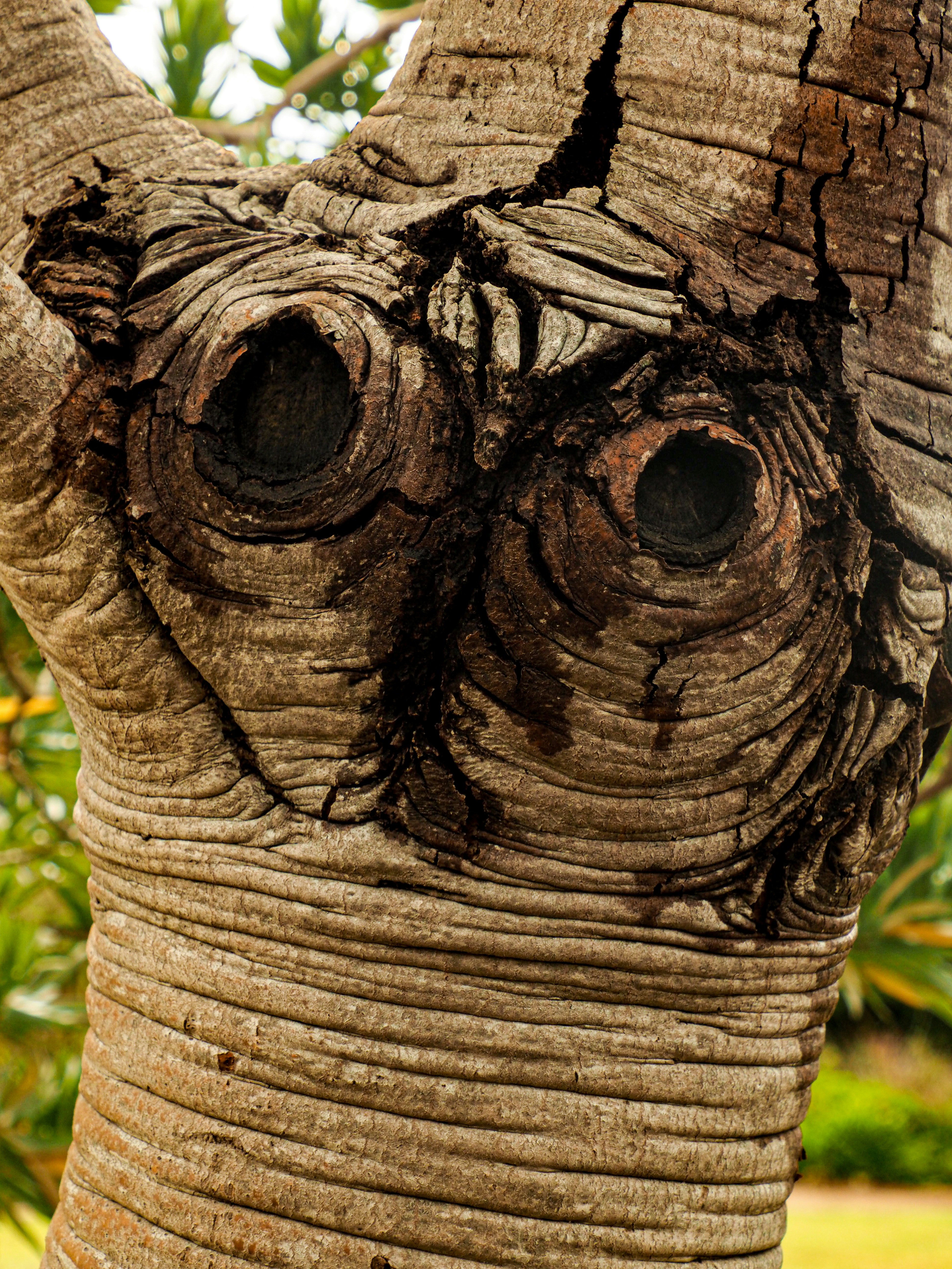 Ancient Gaze: The Knotwork Tree Trunk with Knotted Eyes