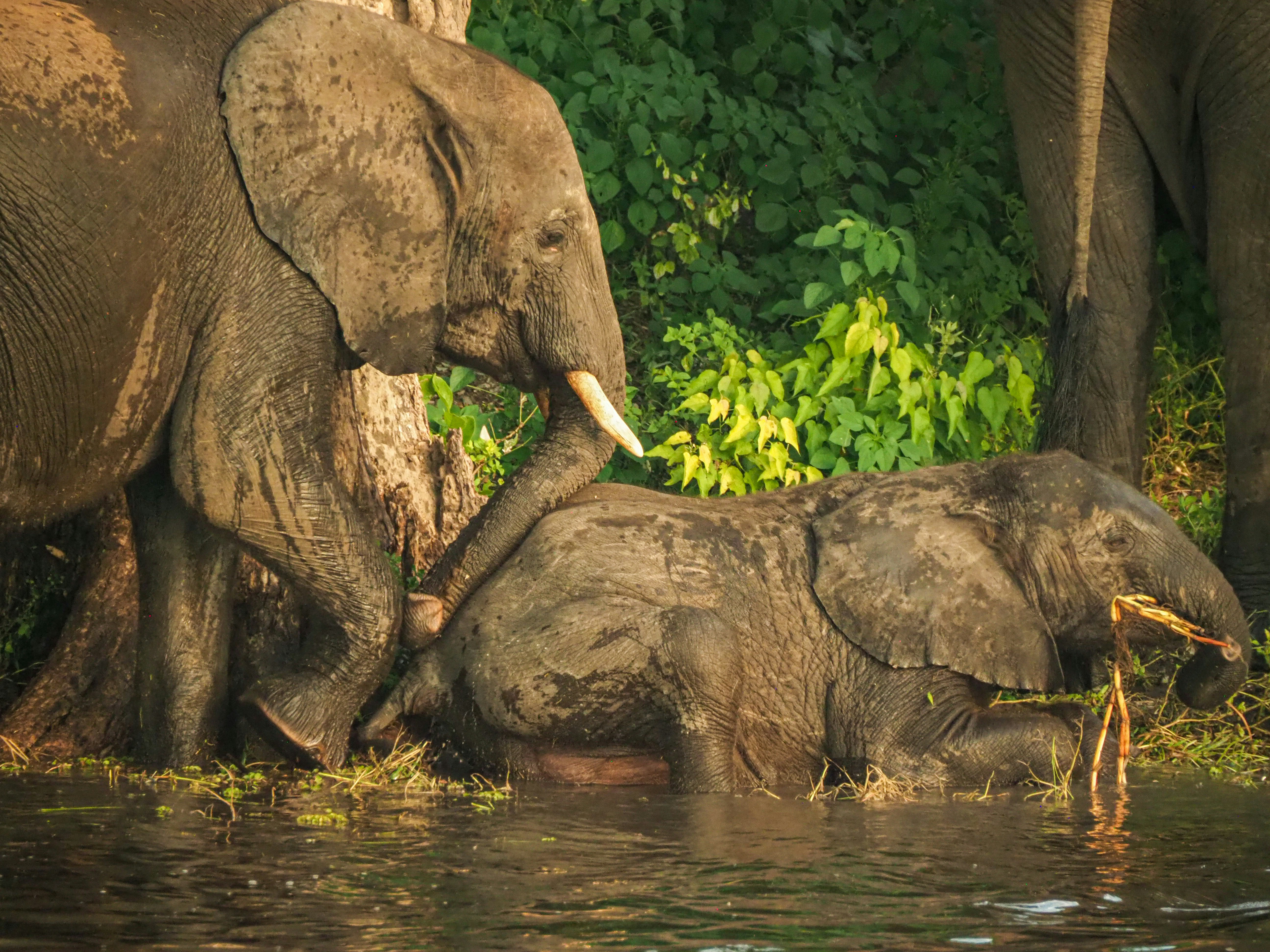 Elephants at the Water’s Edge: A Quiet Herd in Dappled Light