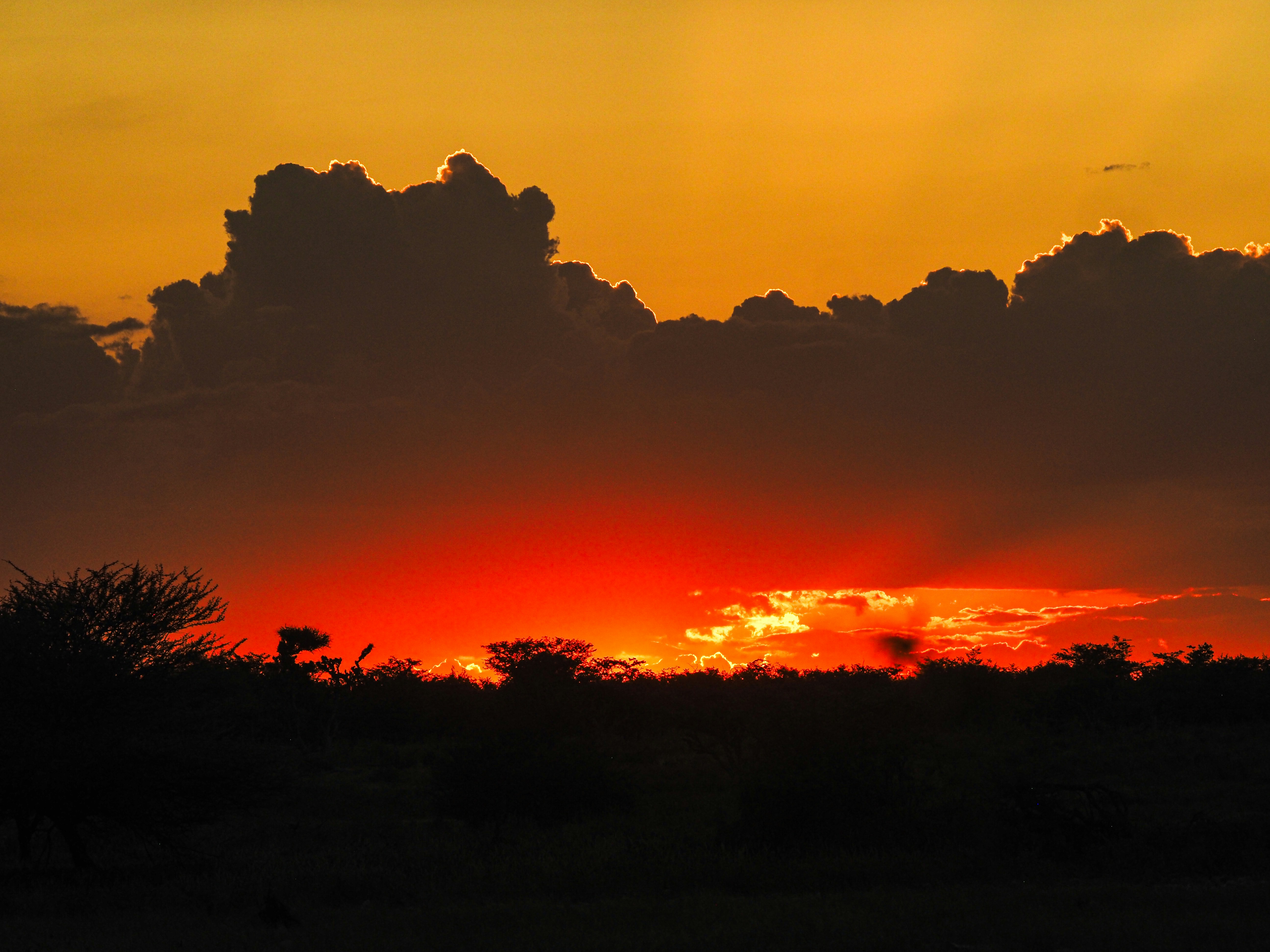 Ember Horizon over a Silent Savannah