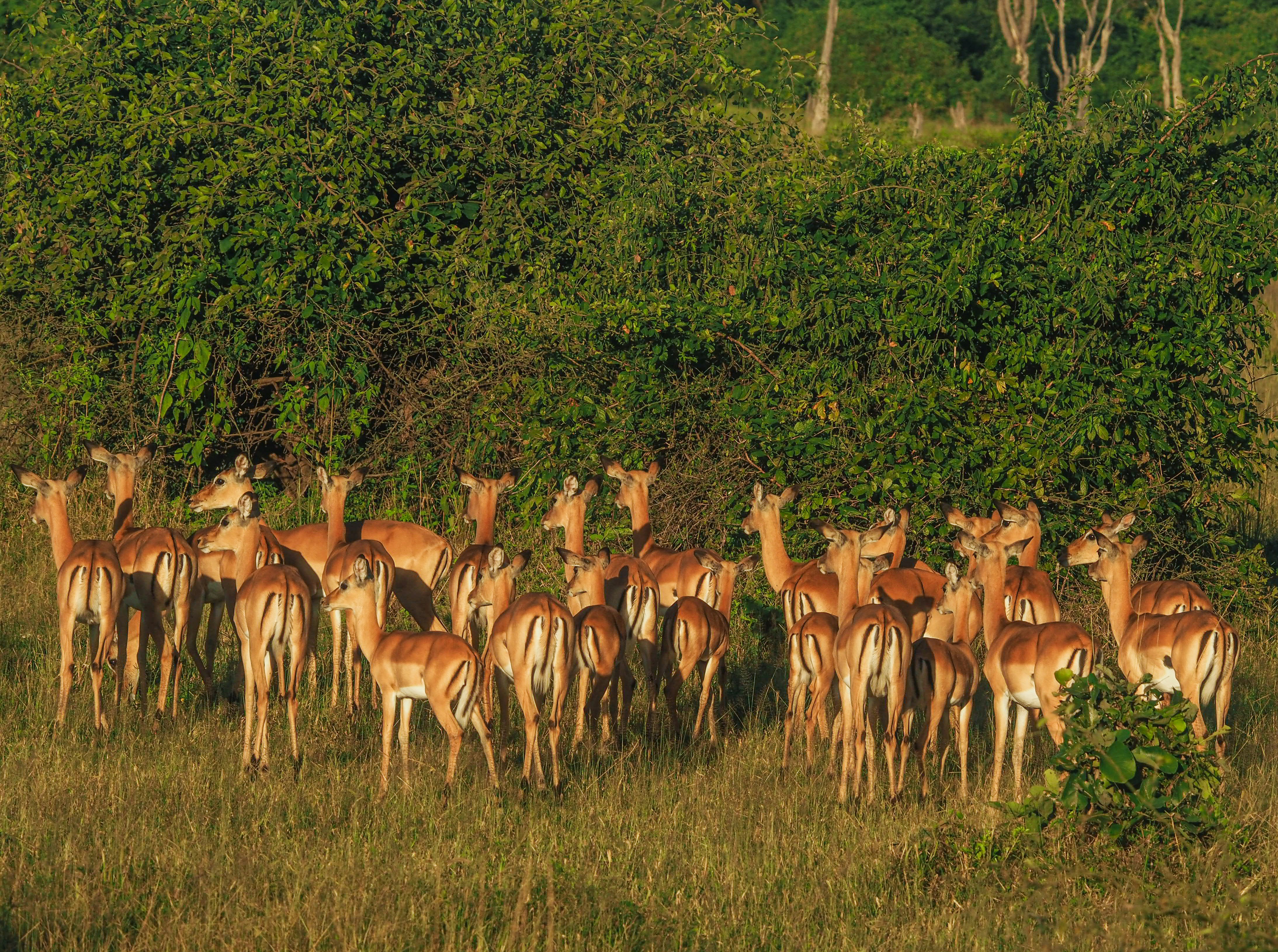 Herd of Impalas in Sunlit Brushland