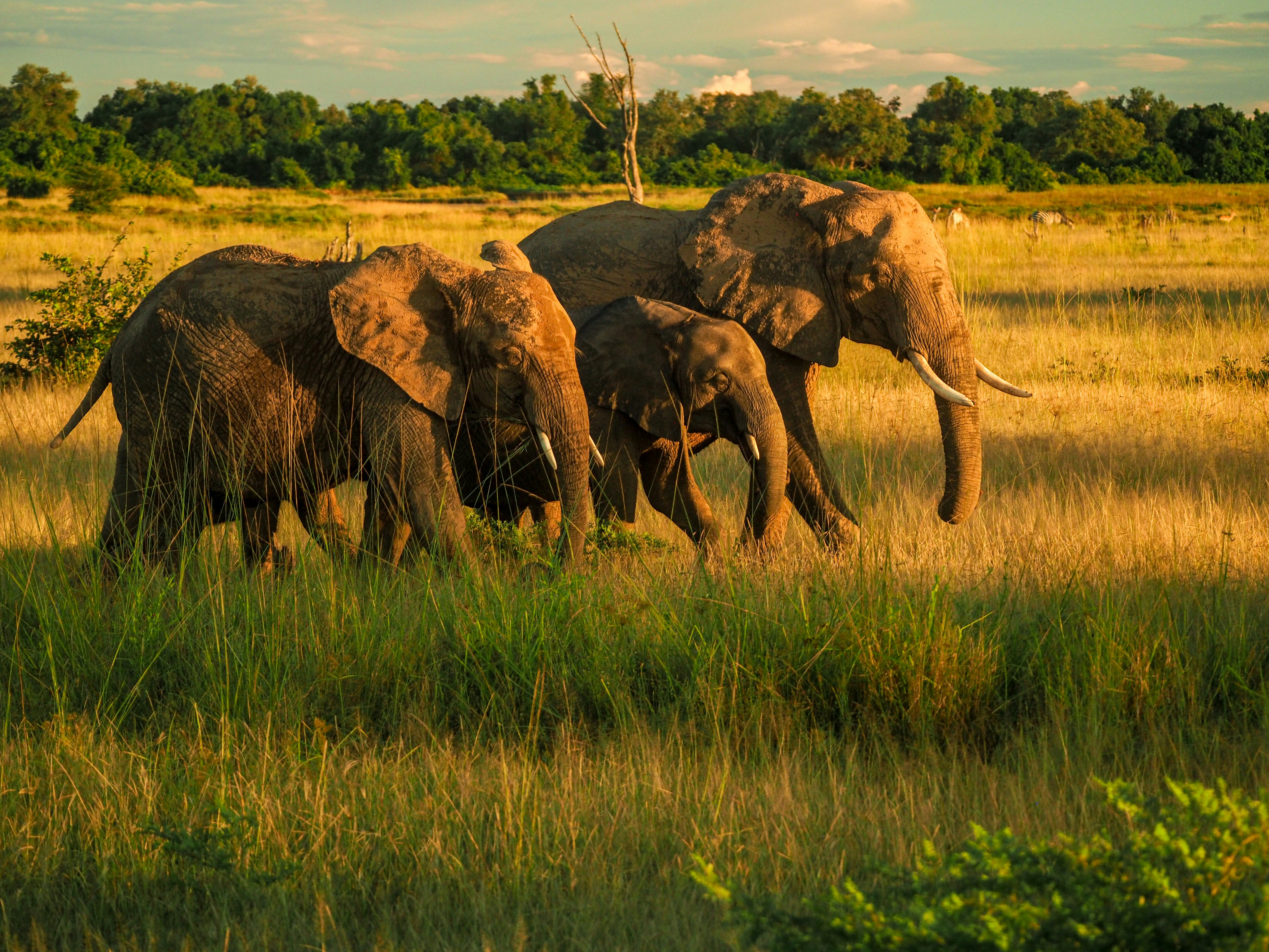 Family of Elephants Crossing a Golden Grassland at Dusk
