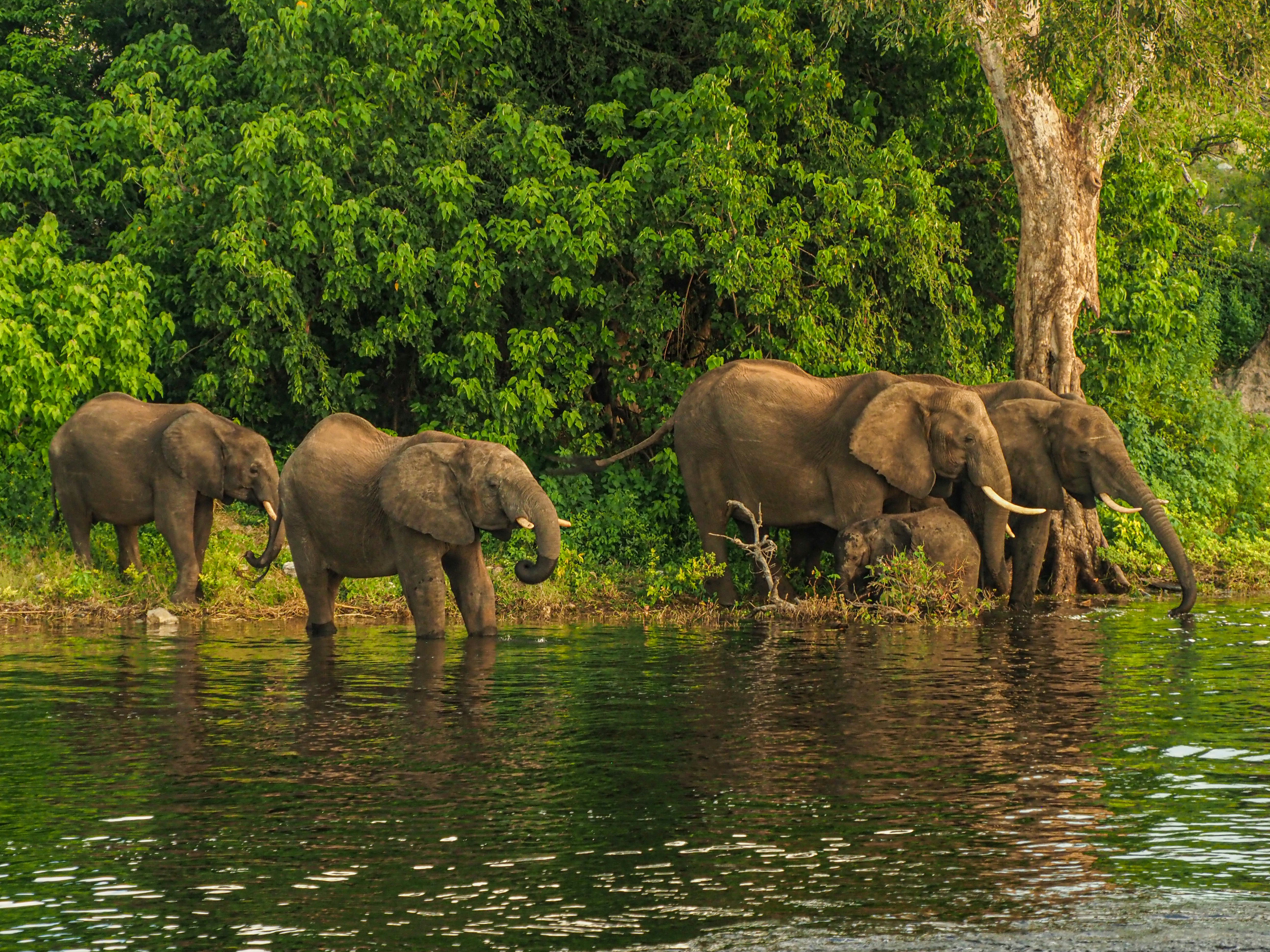 Heron-Hearted Herd: Elephants at the Riverside Edge