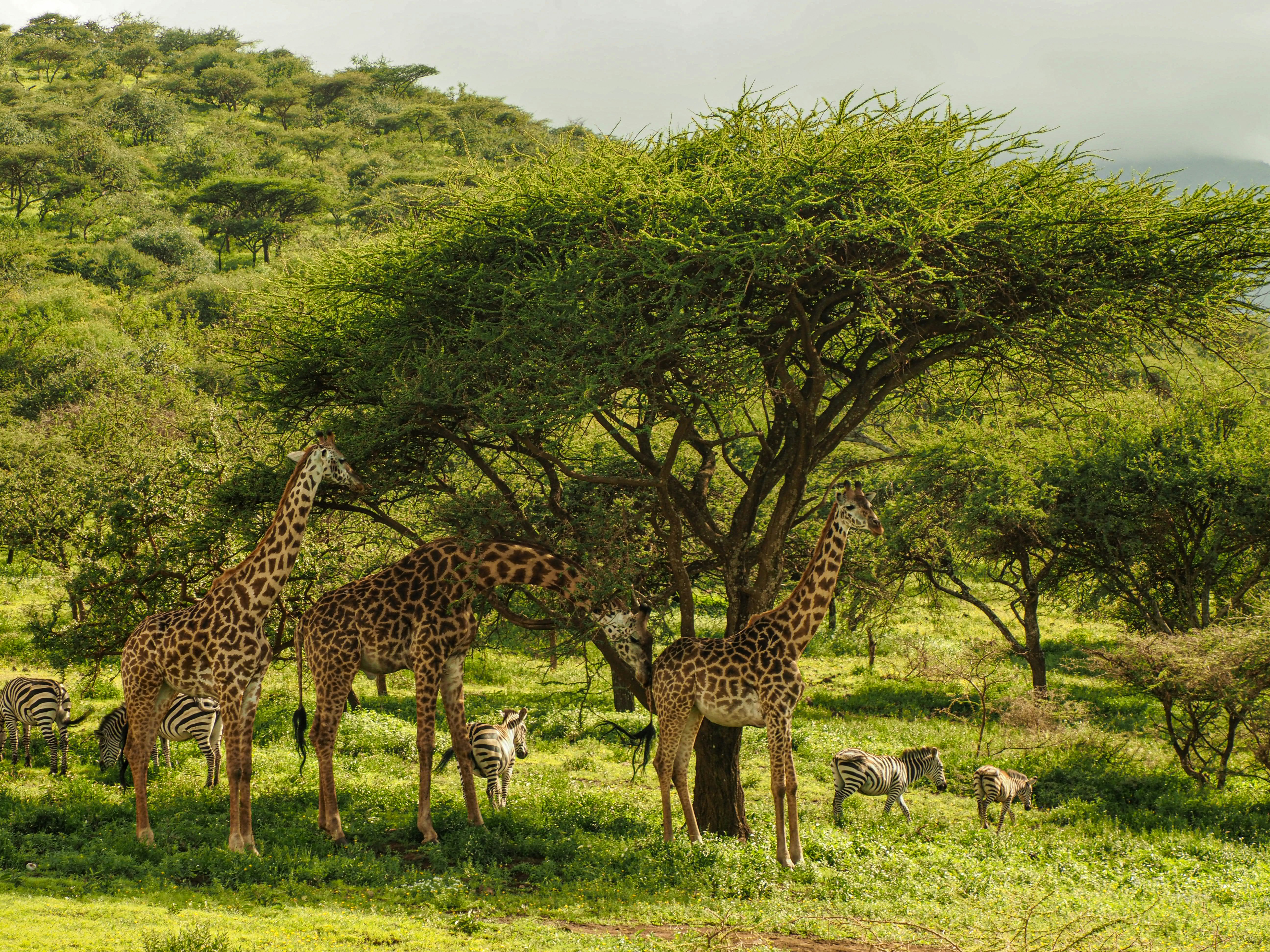 Giraffe Circle Under Acacia Canopy