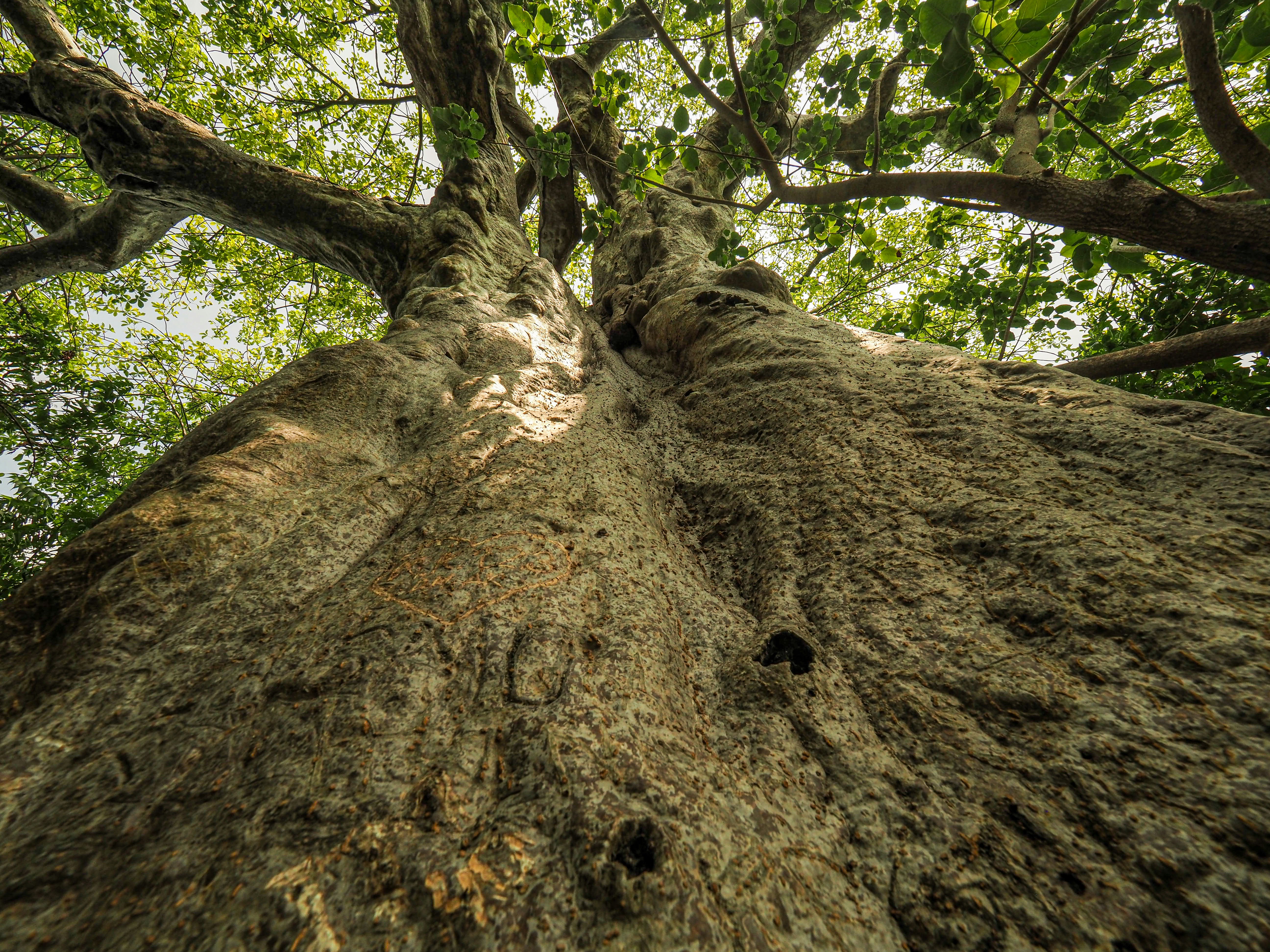 Upward Gaze: A towering beech against a sunlit canopy