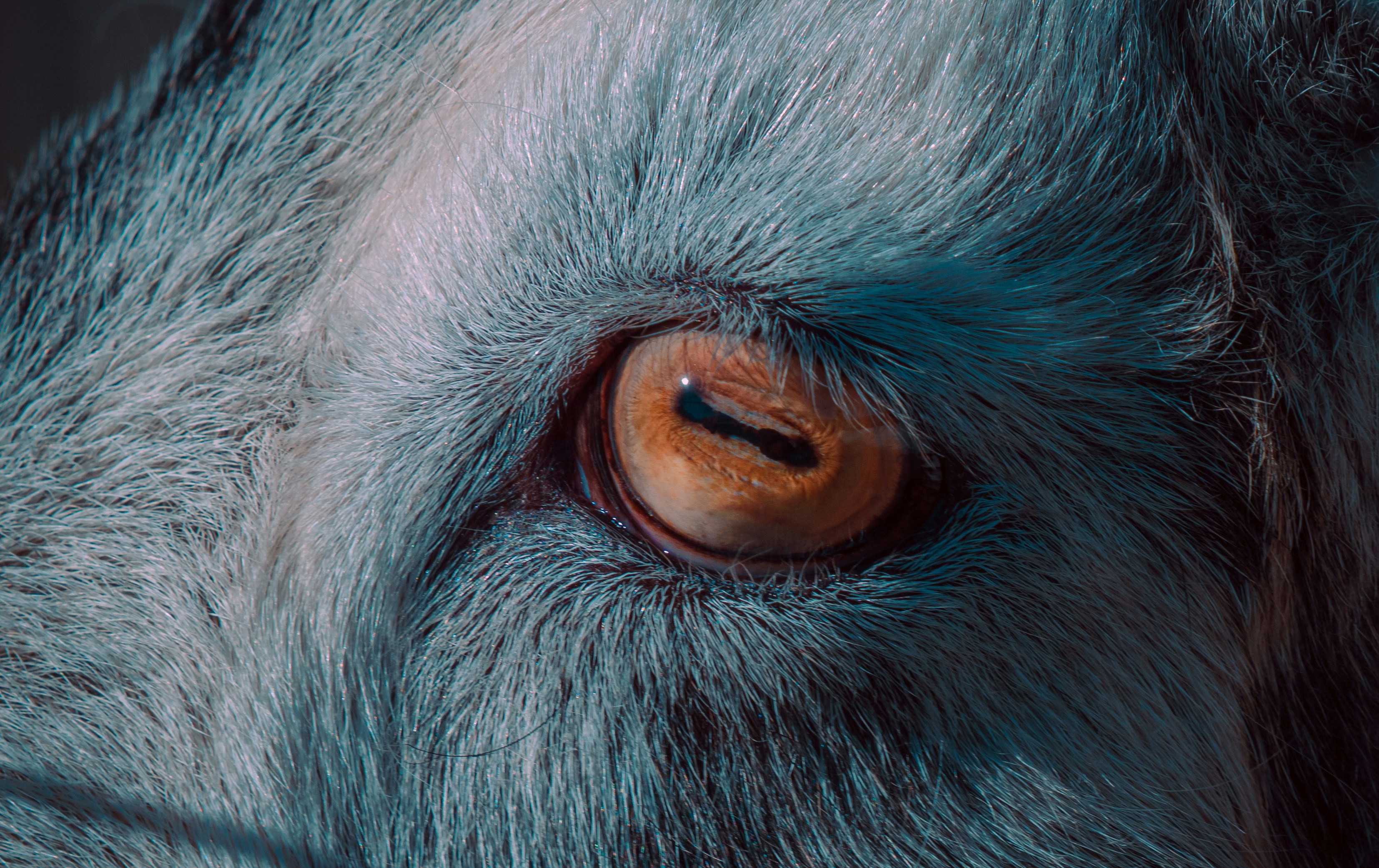 Close-Up of a Mammal Eye: Texture and Gaze in Evening Light
