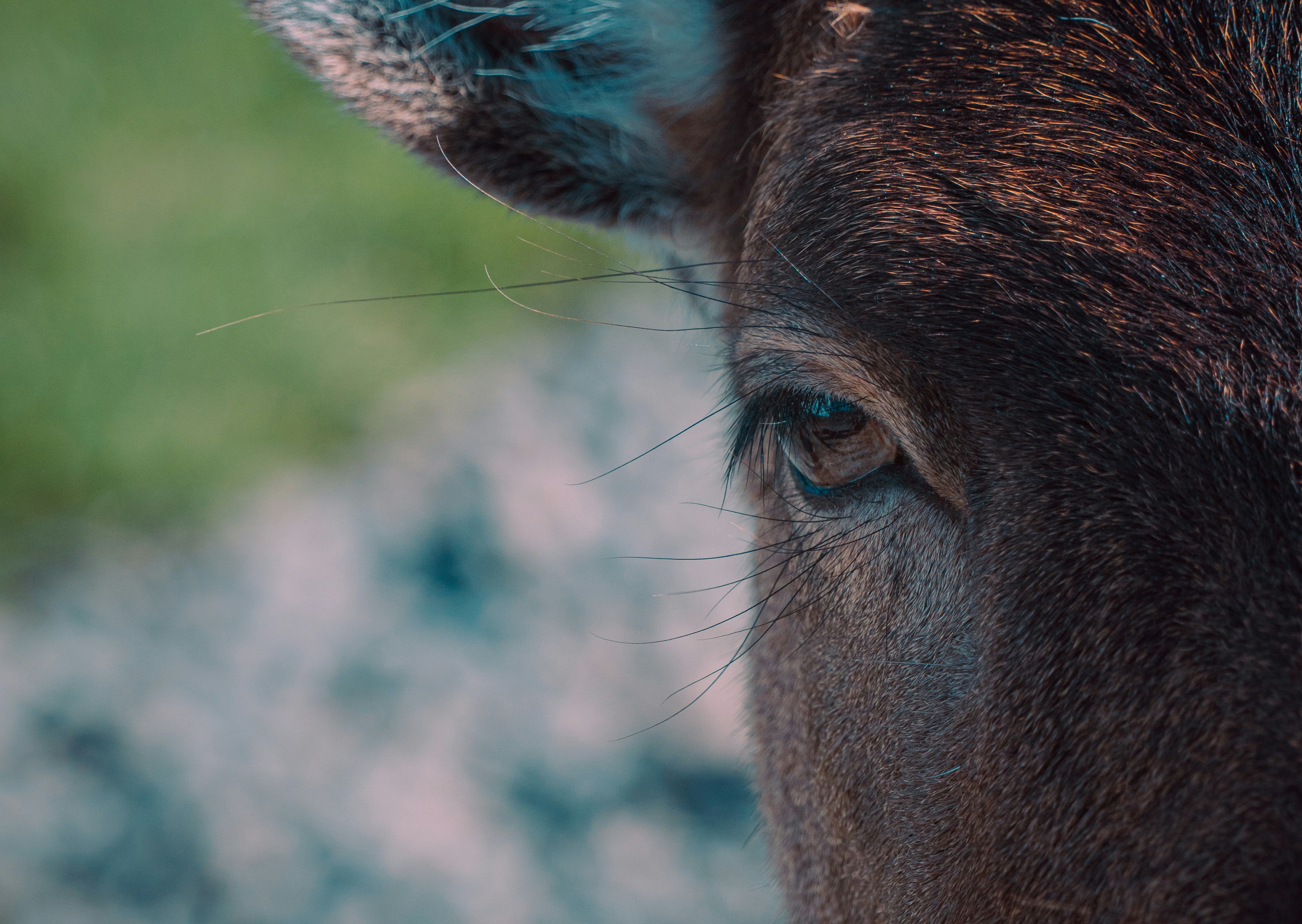 Close-Up of a Horse’s Eye: Quiet Gaze into the Frame