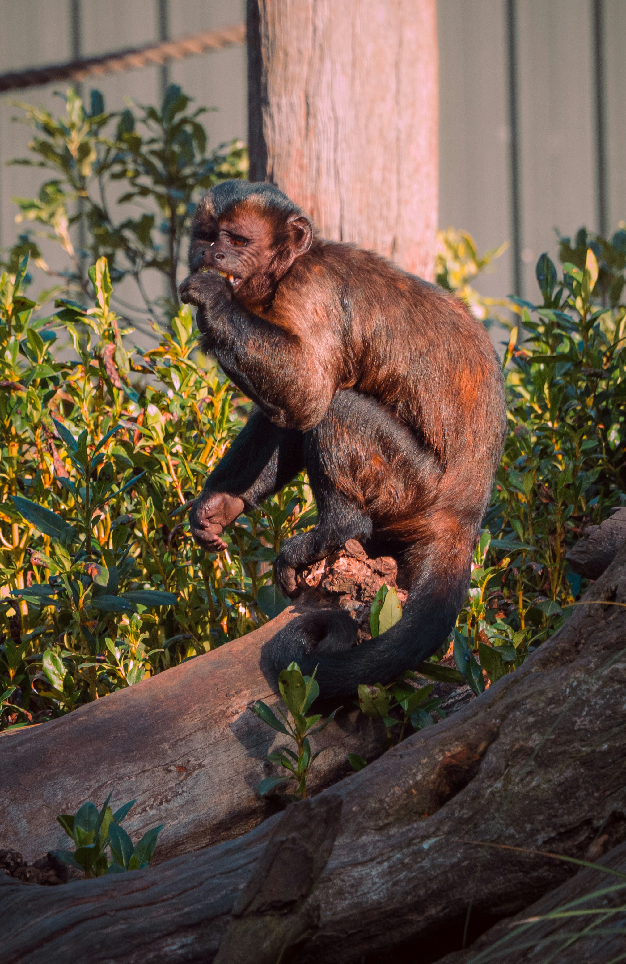 Curious Primate Amidst Greenery and Wood