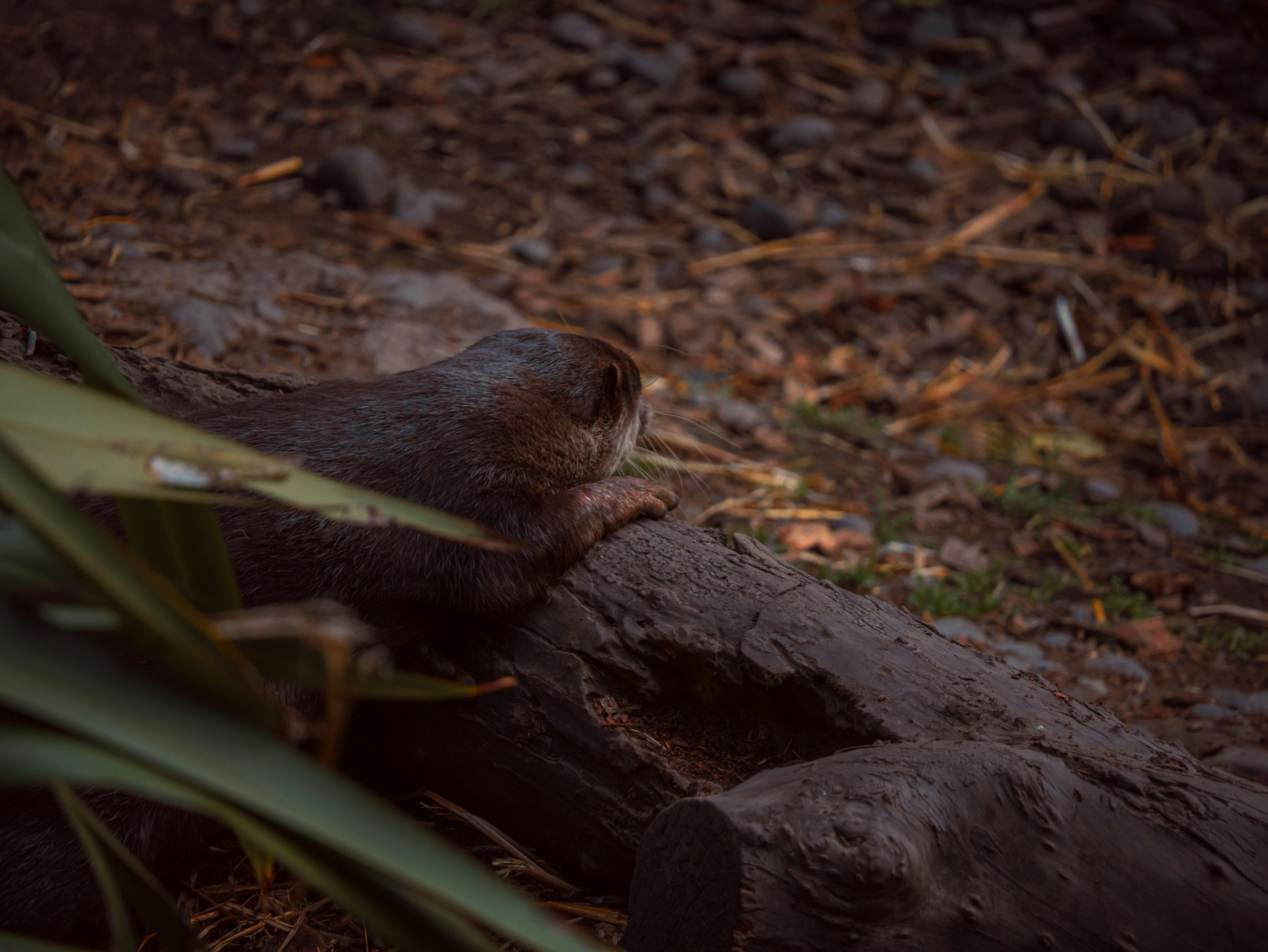 Resting Otter at Dappled Forest Floor
