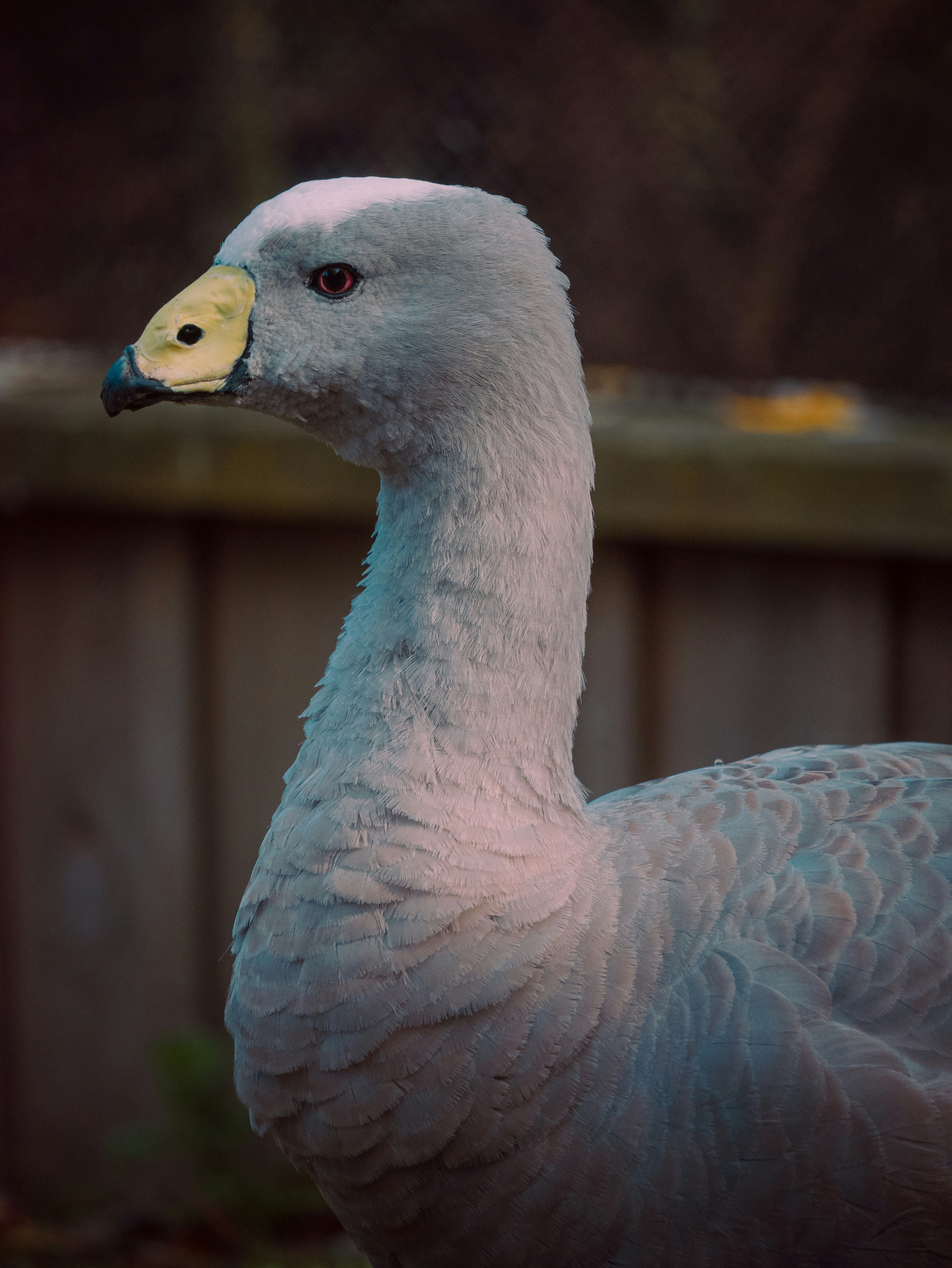 Close-up of a goose with a pale blue-gray plumage under soft evening light