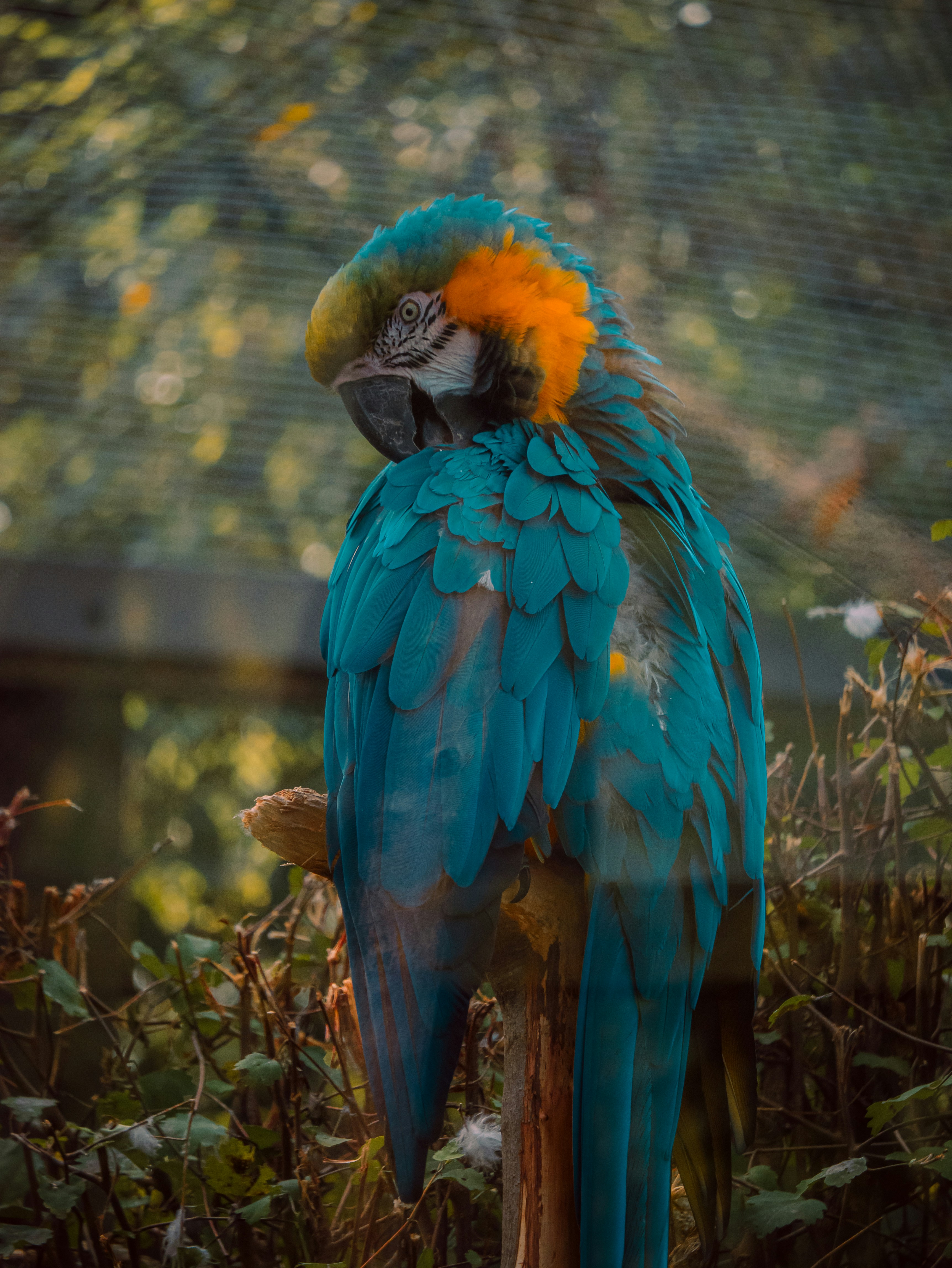 Blue-and-Gold Macaw Preening on a Sunlit Perch