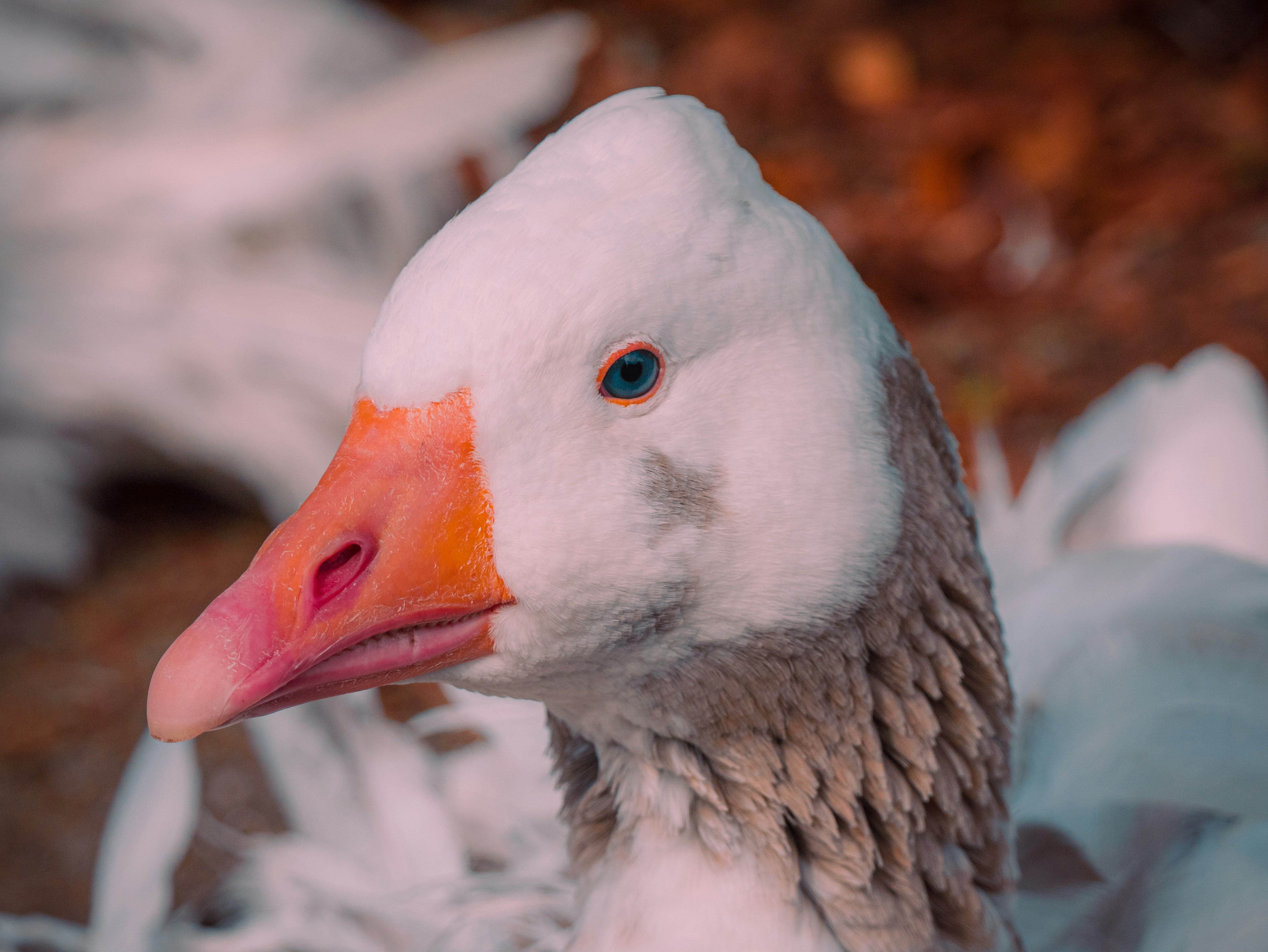 Close-up Portrait of a Calm White Goose with Orange Beak