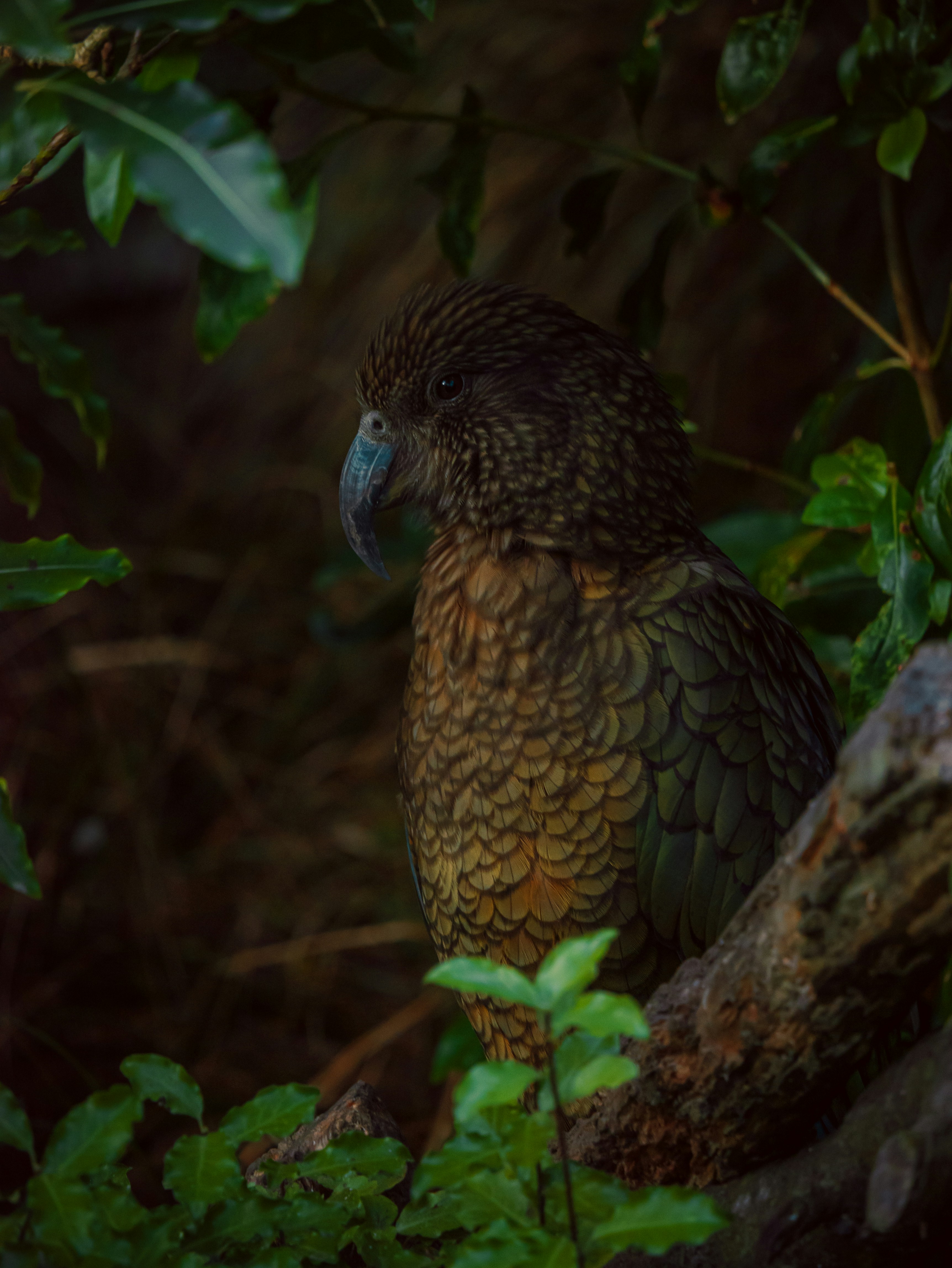 Iron-Feathered Sentinel in Shadowed Foliage
