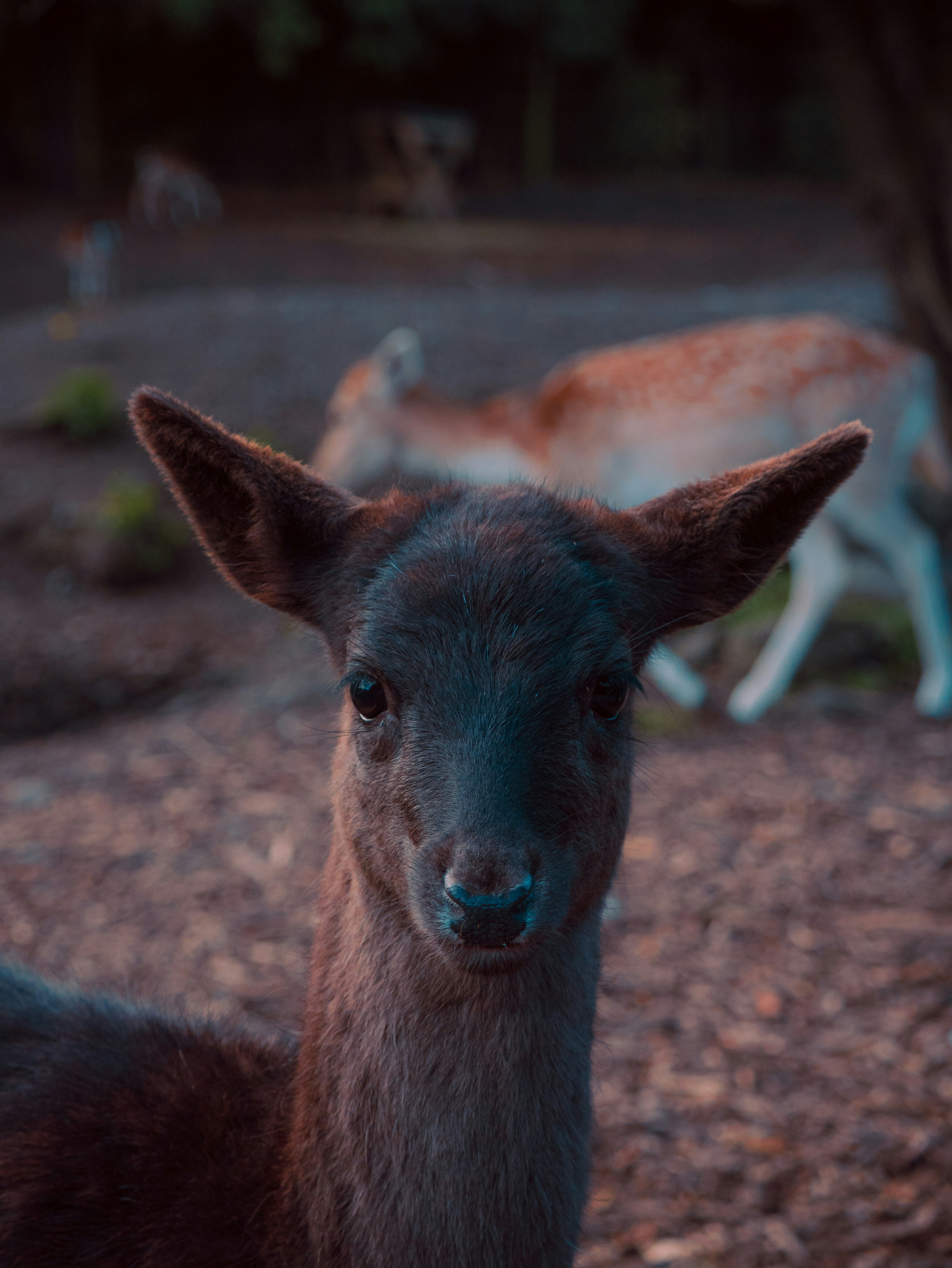 Close-Up of a Curious Deer in Soft Autumn Light