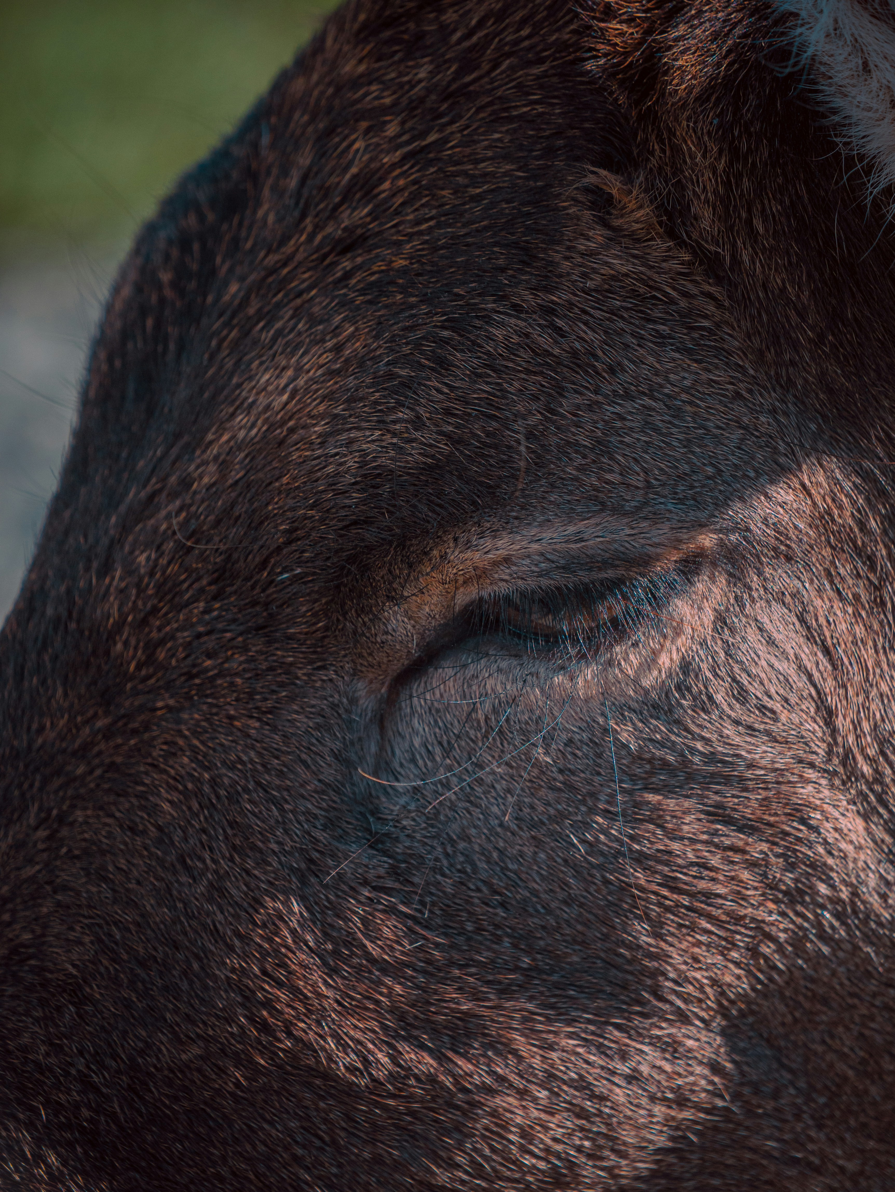 Close-Up of a Horse's Eye and Facial Fur in Dappled Light