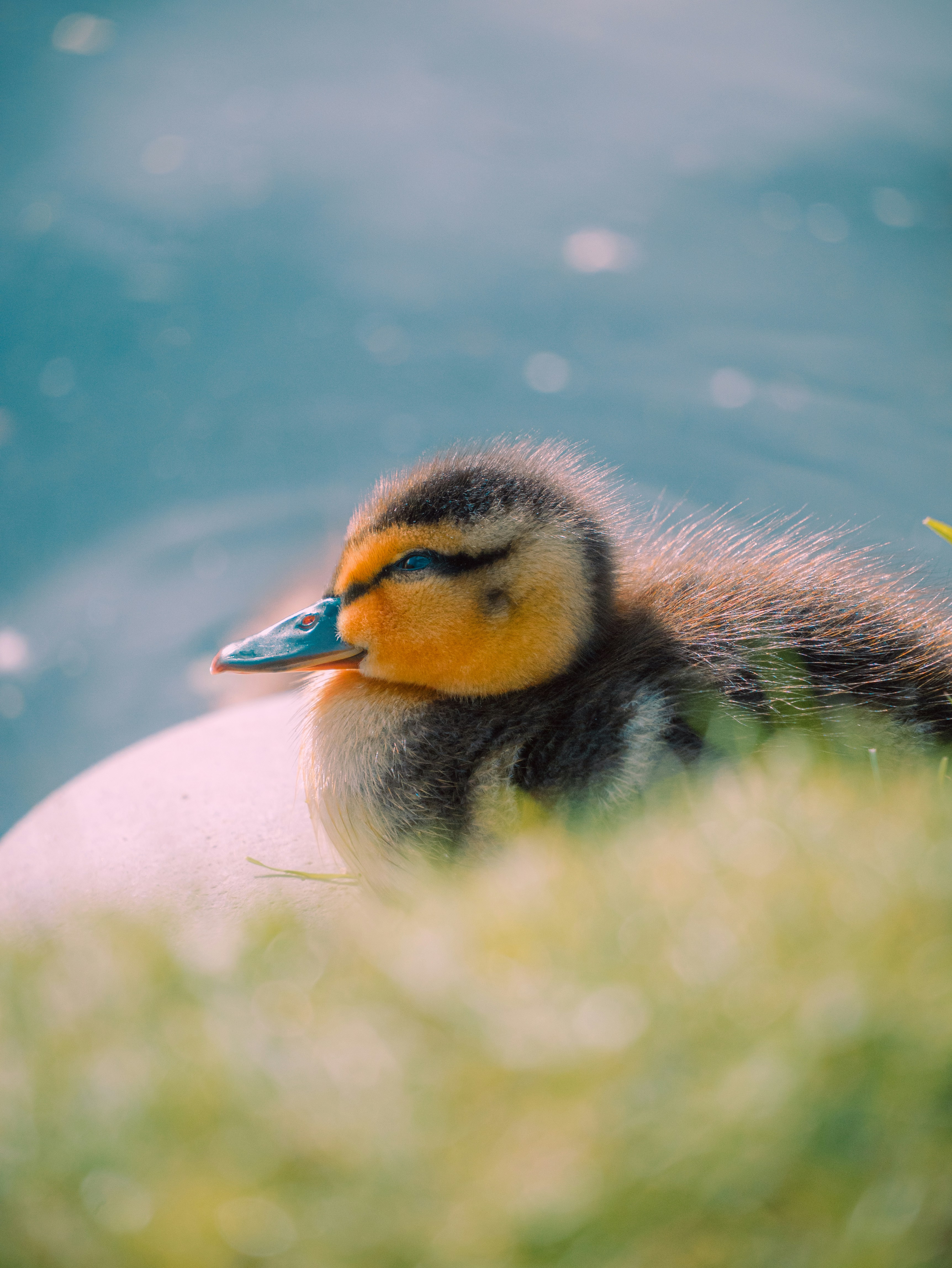 Sunlit Duckling at the Water’s Edge