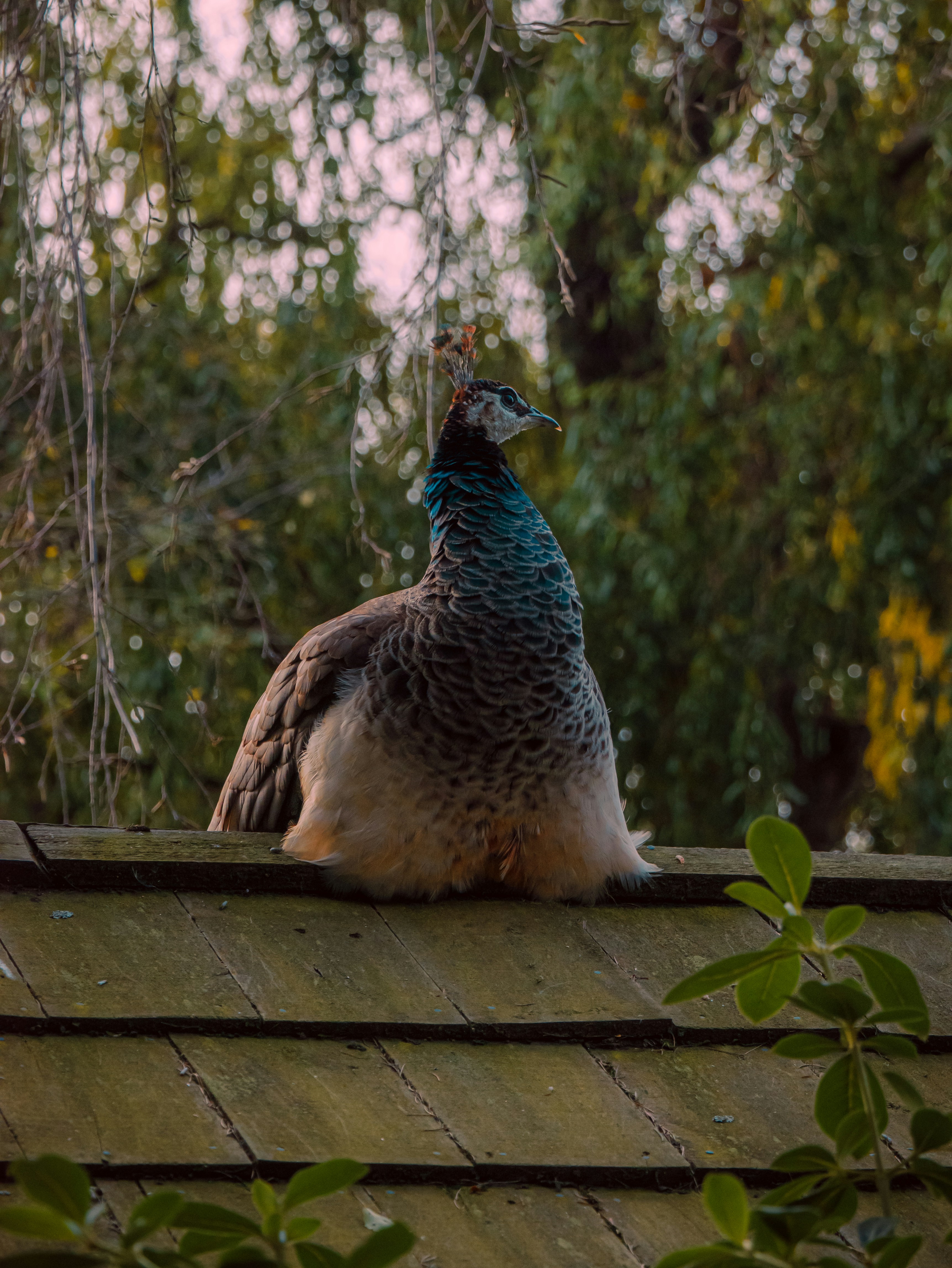 Peacock on a mossy ledge under dappled woodland light