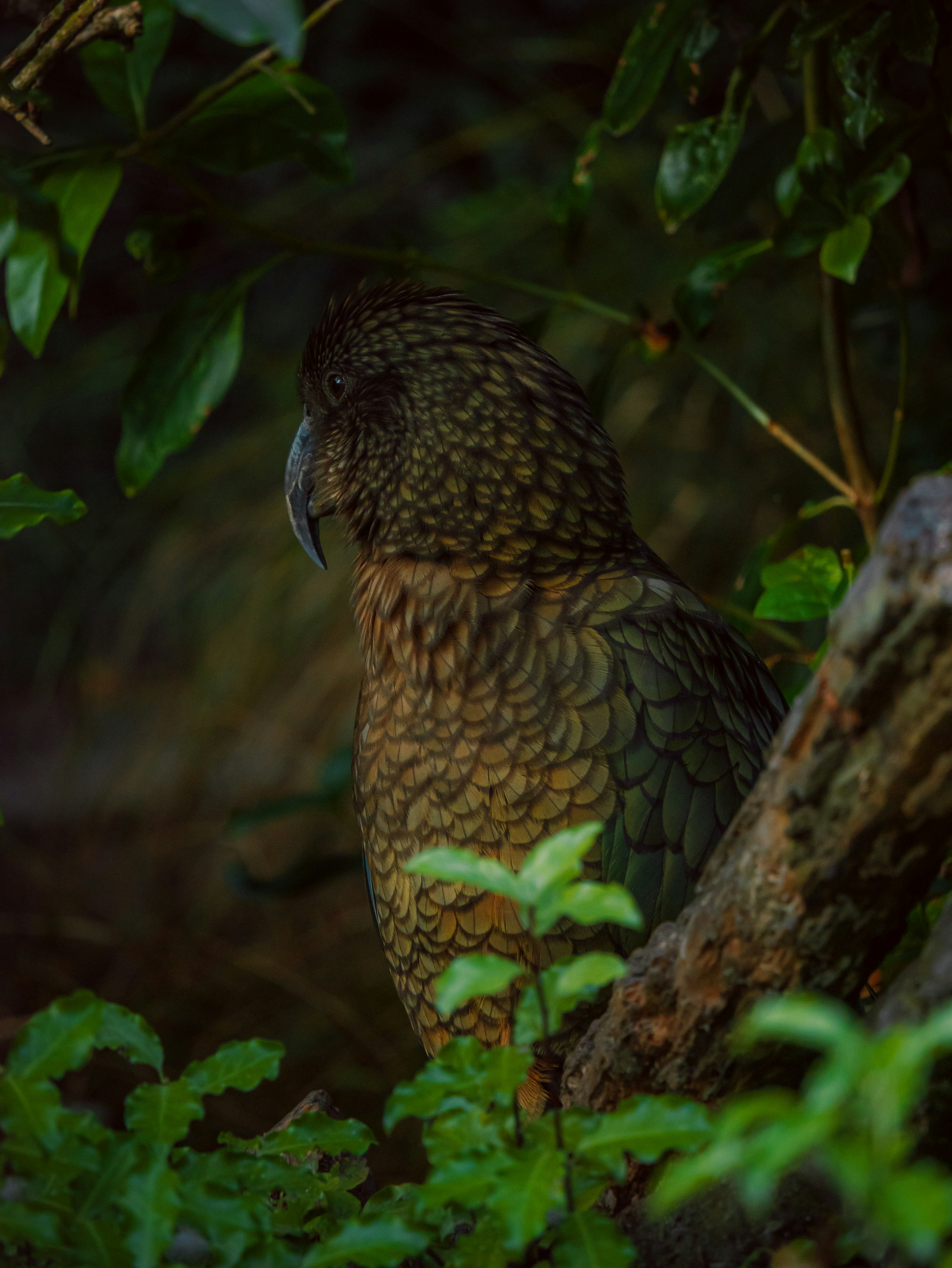 Hidden Watcher Among Ferns: A Keel-Billed Bird in Shade