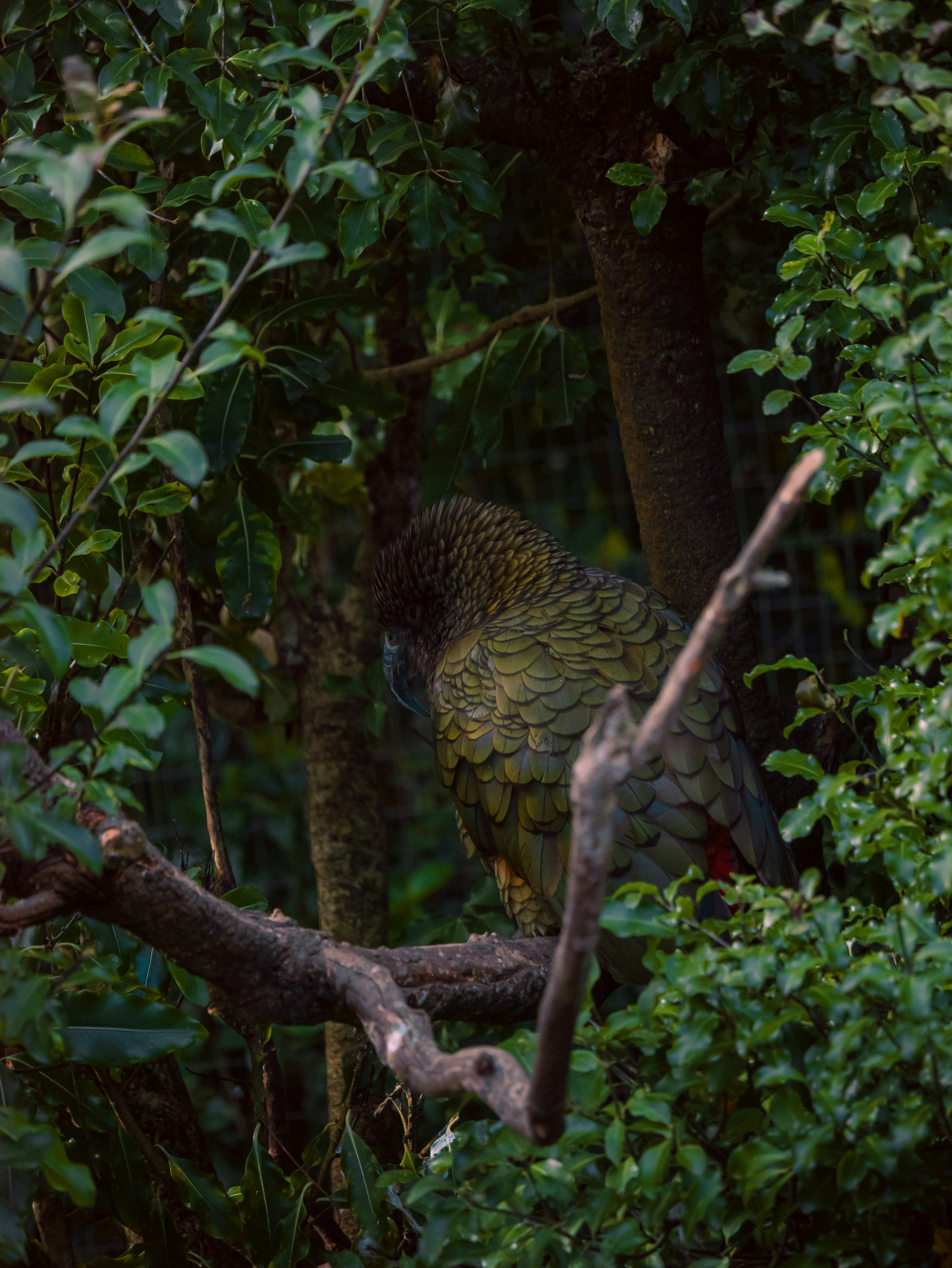 Hidden Within the Green: A Parrot Sheltered in Leafy Veil