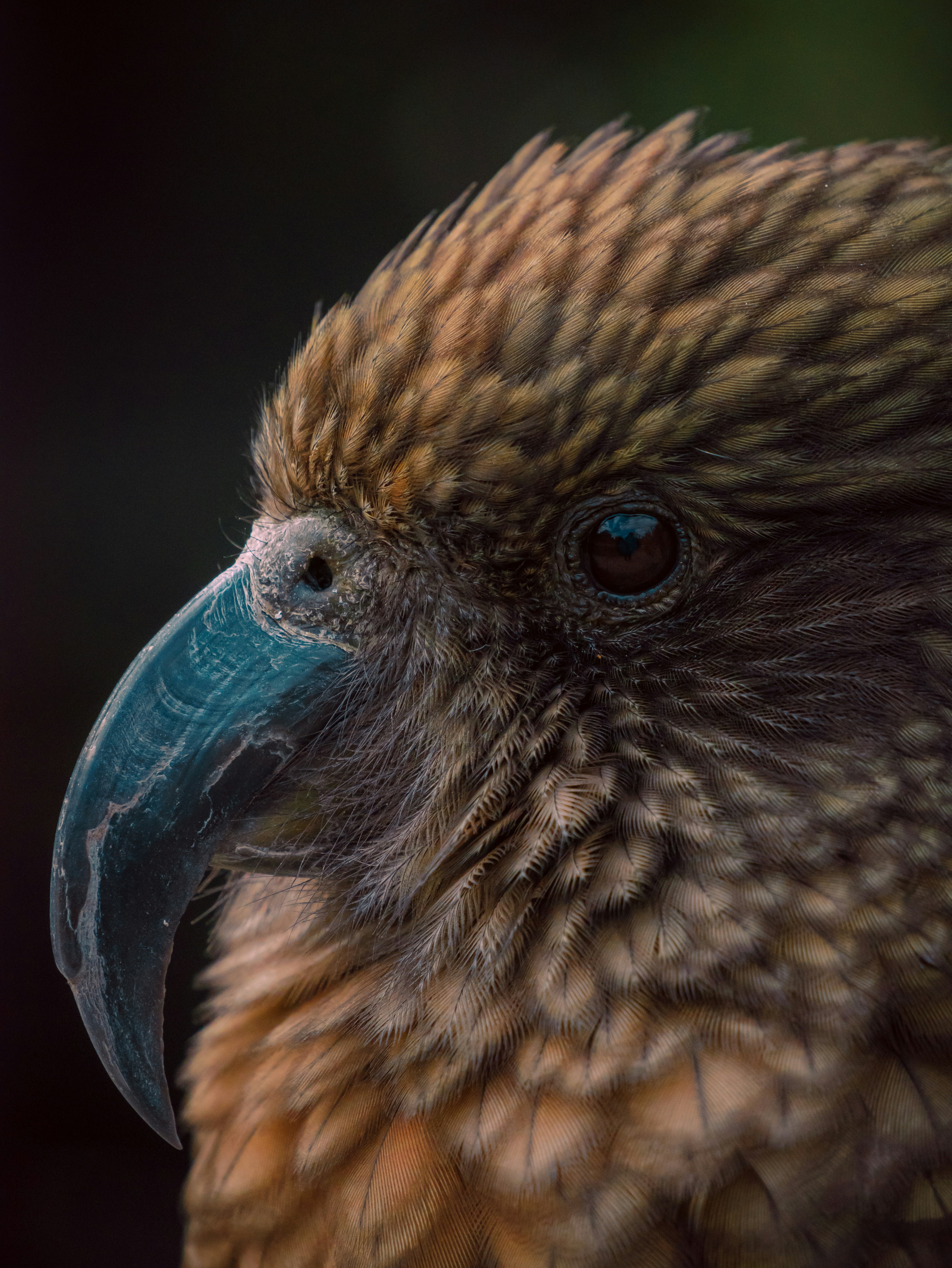 Close-Up of a Keen Beaked Eye: A Kea in Portrait