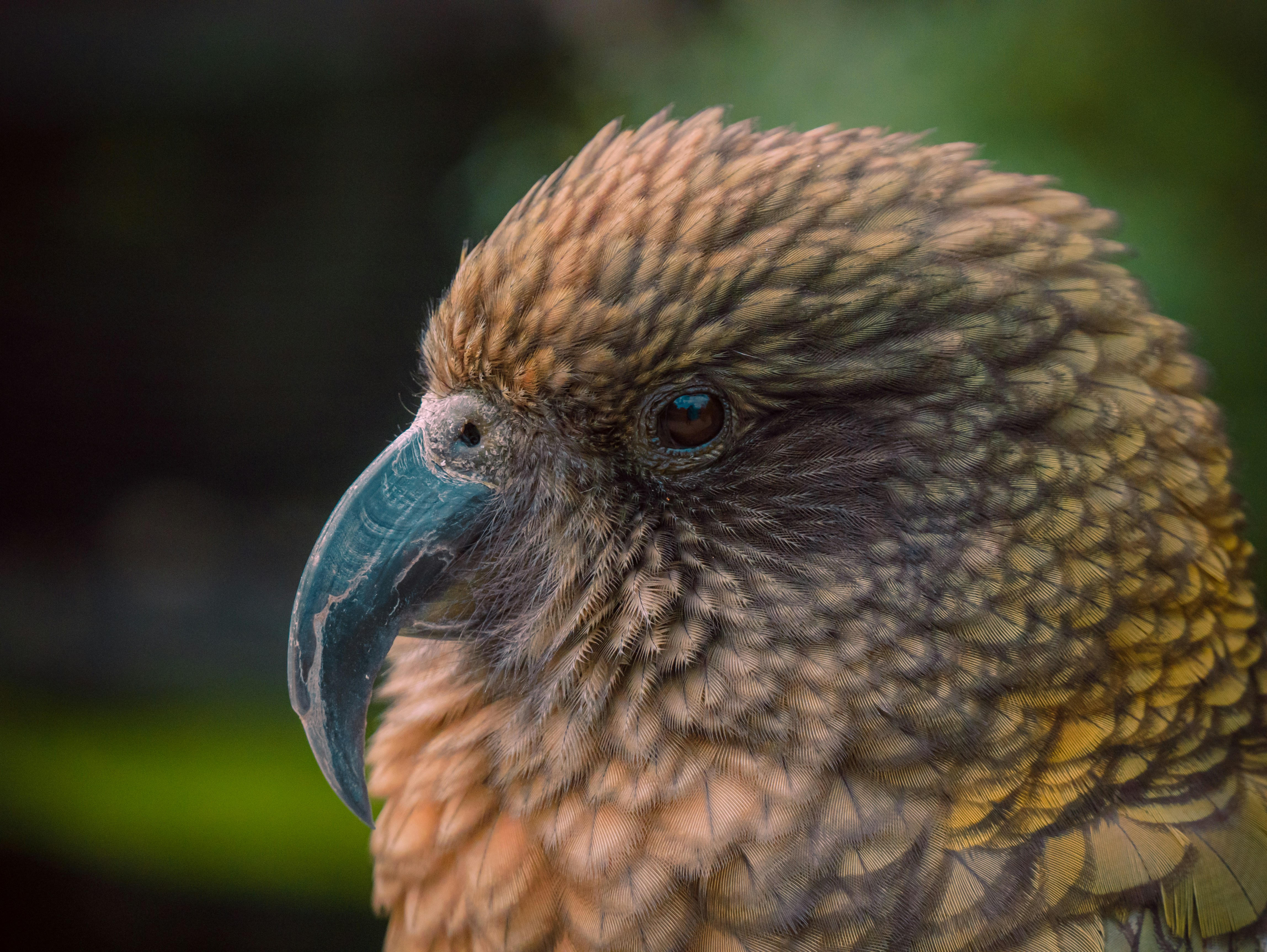 Curious Beak: Portrait of a Kingfisher-like Parrot in Rich Detail