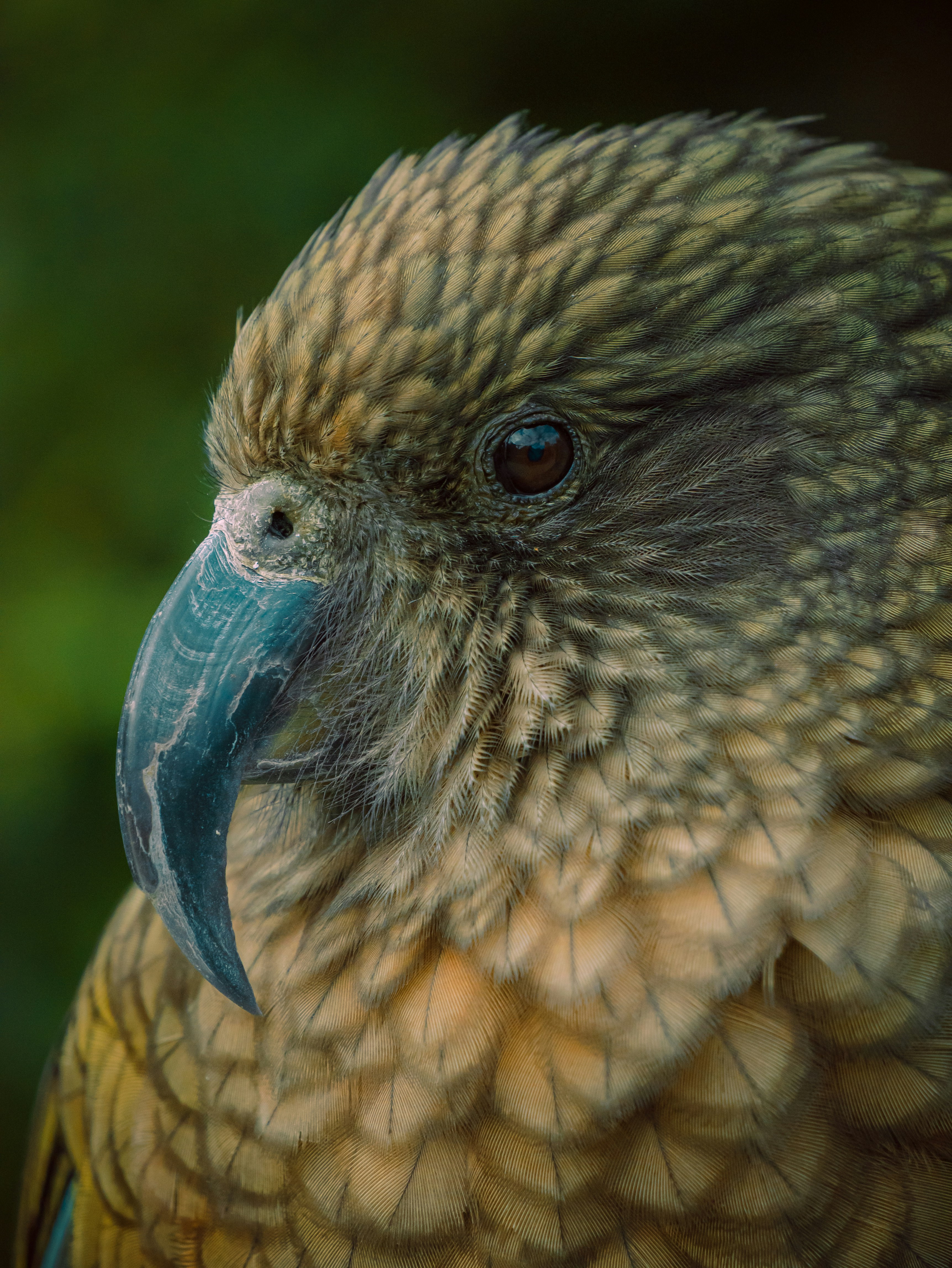Midnight Steel: Close-Up of a Parrot’s Gaze