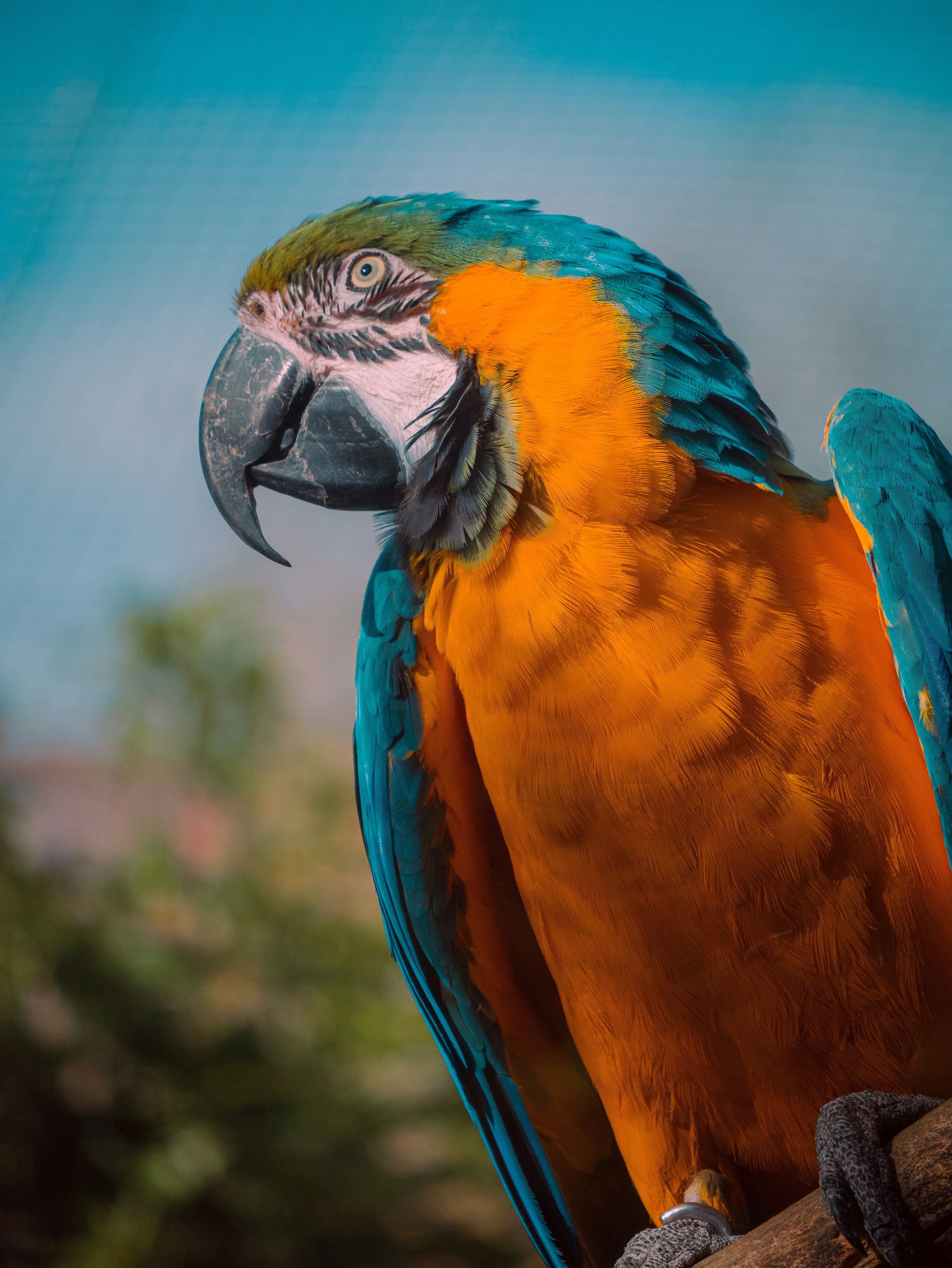 Color Chorus: A Blue-Orange Macaw in Studio Light