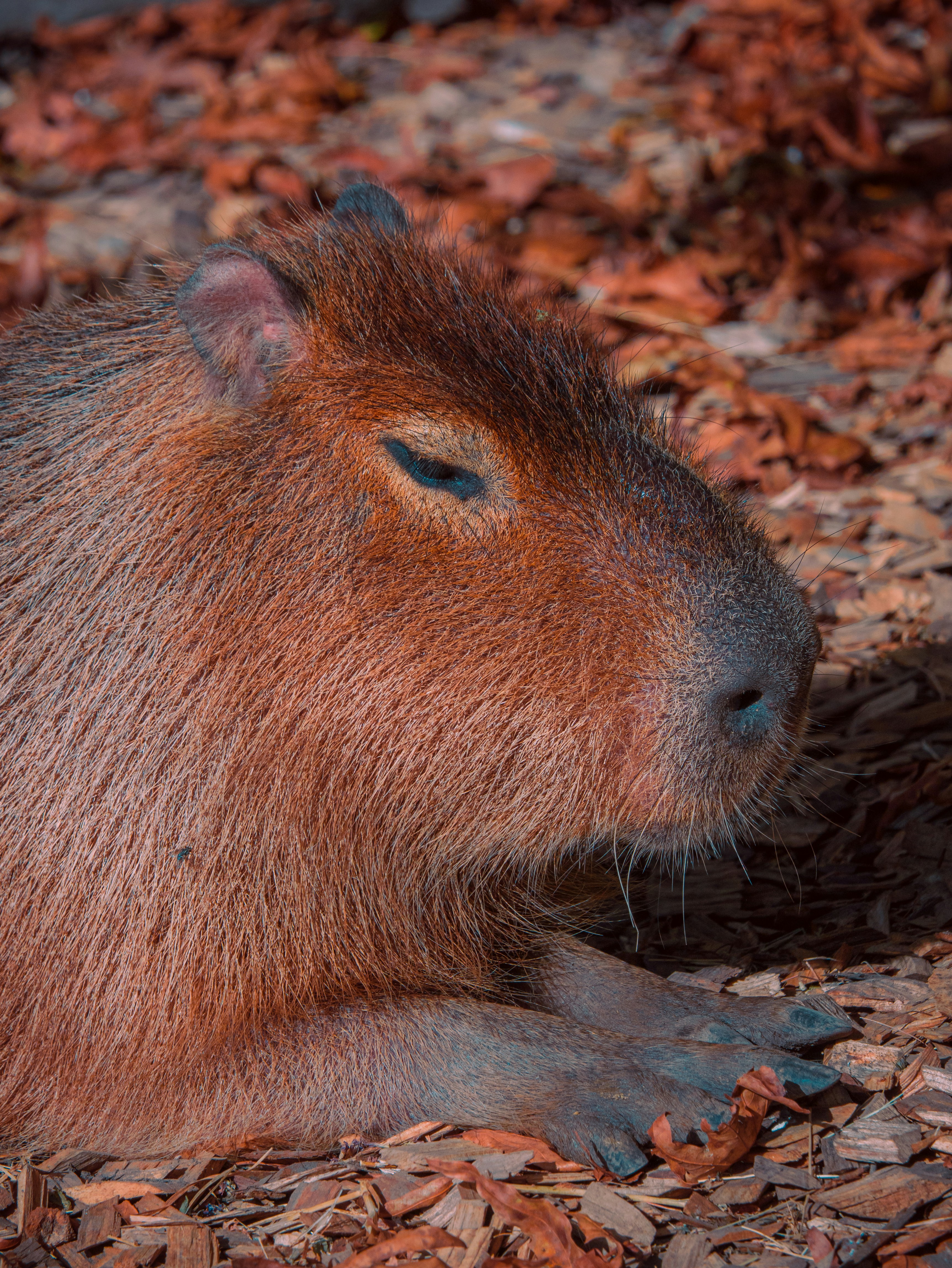 Close-up of a capybara resting among autumn leaves, highlighting fur texture and expressive eye. Natural lighting and shallow depth of field emphasize the animal's calm presence.