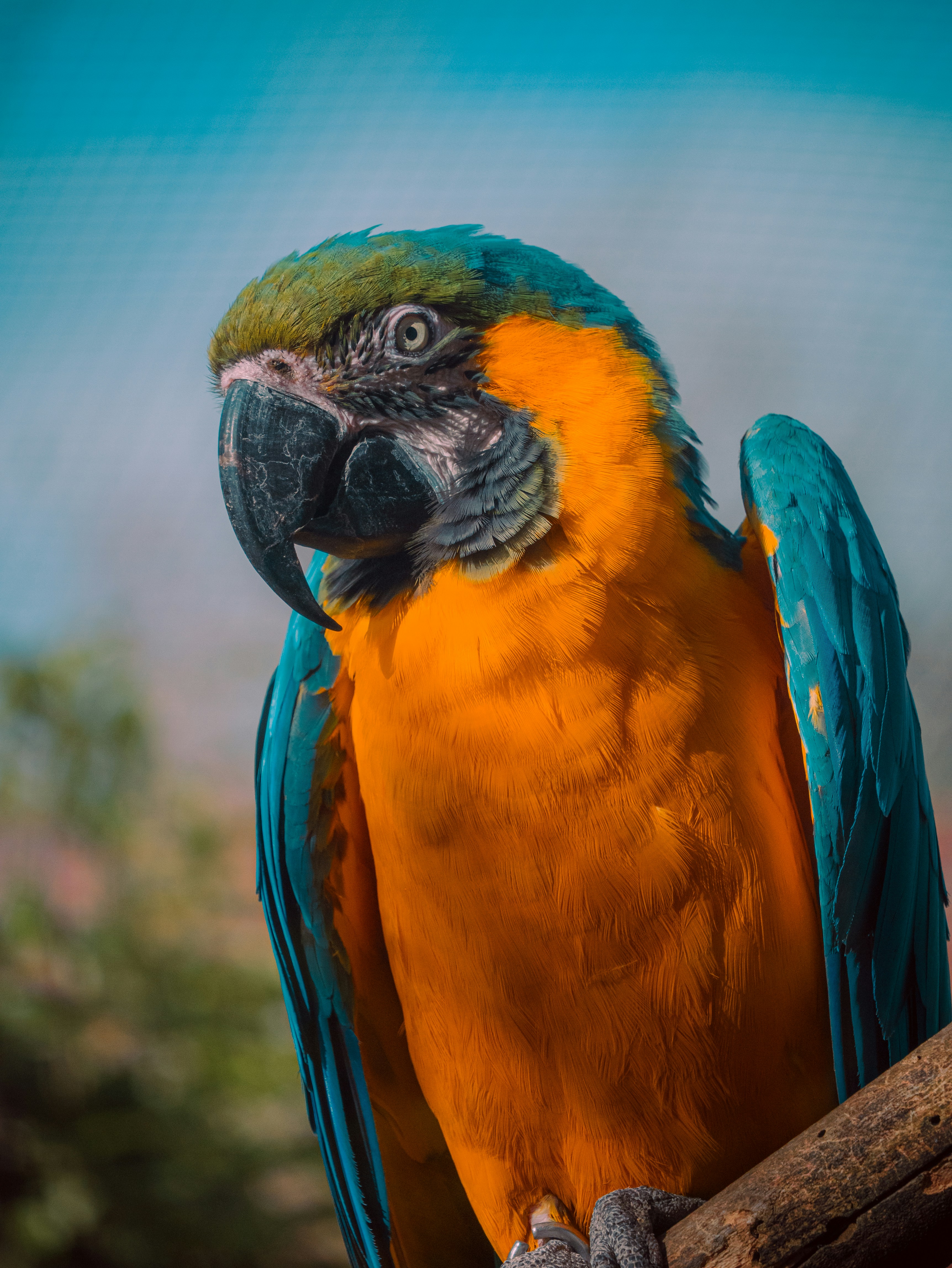 Vibrant Beak and Bold Blues: Close-Up on a Colorful Macaw