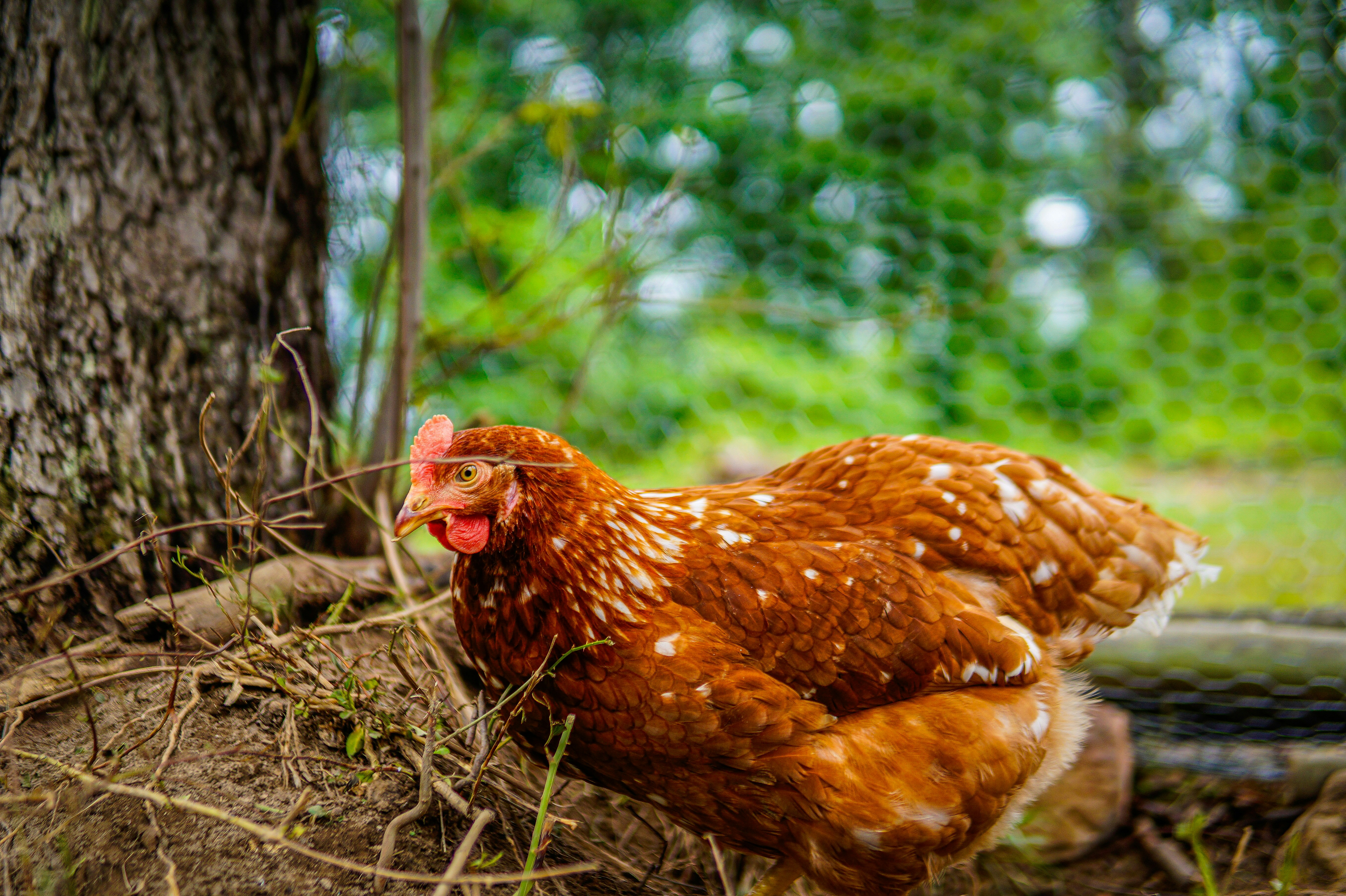 Rusty Hen at the Threshold of the Coop