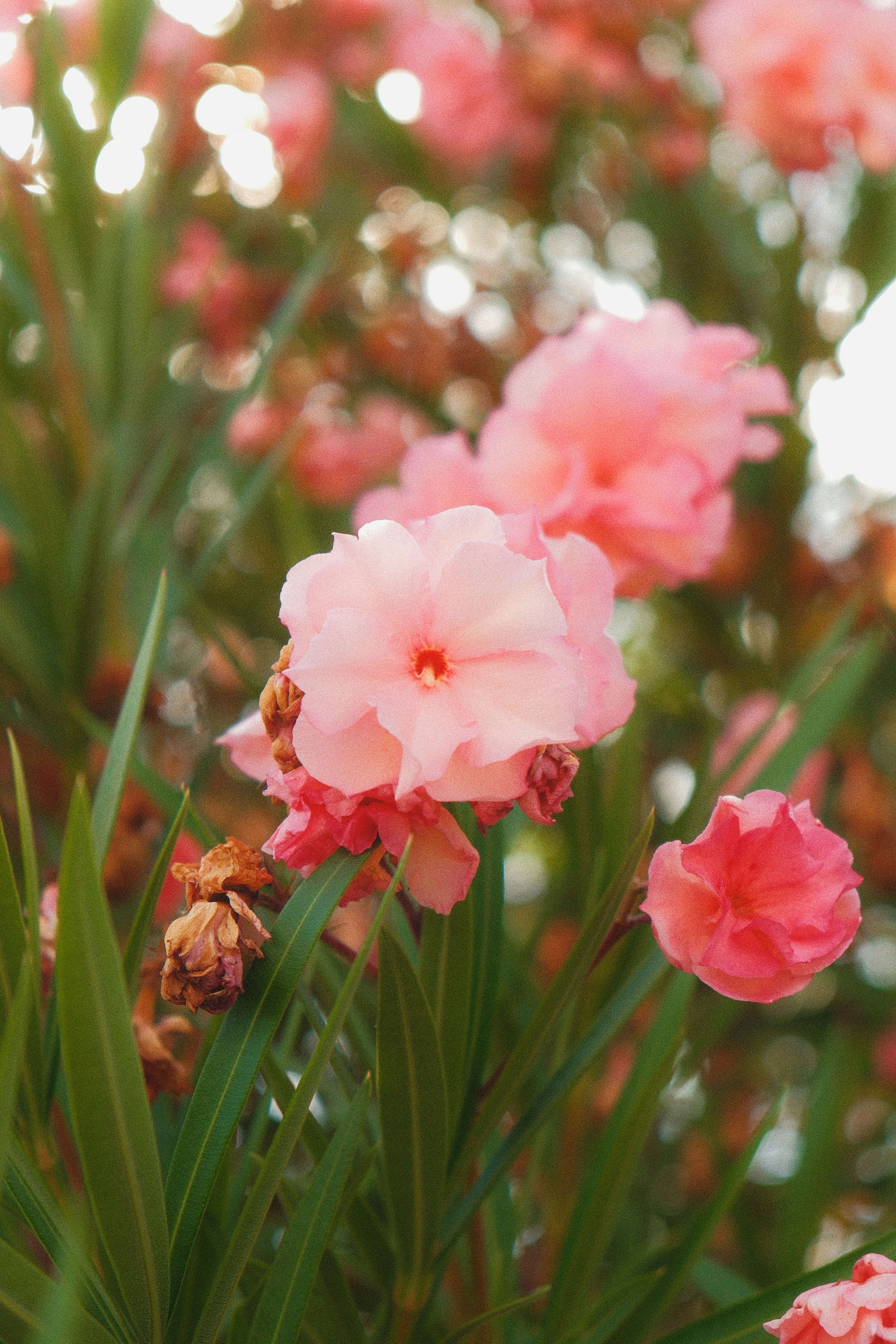 Soft Petals in Sunlit Garden: A Close-Up of Pink Hedges Bloom
