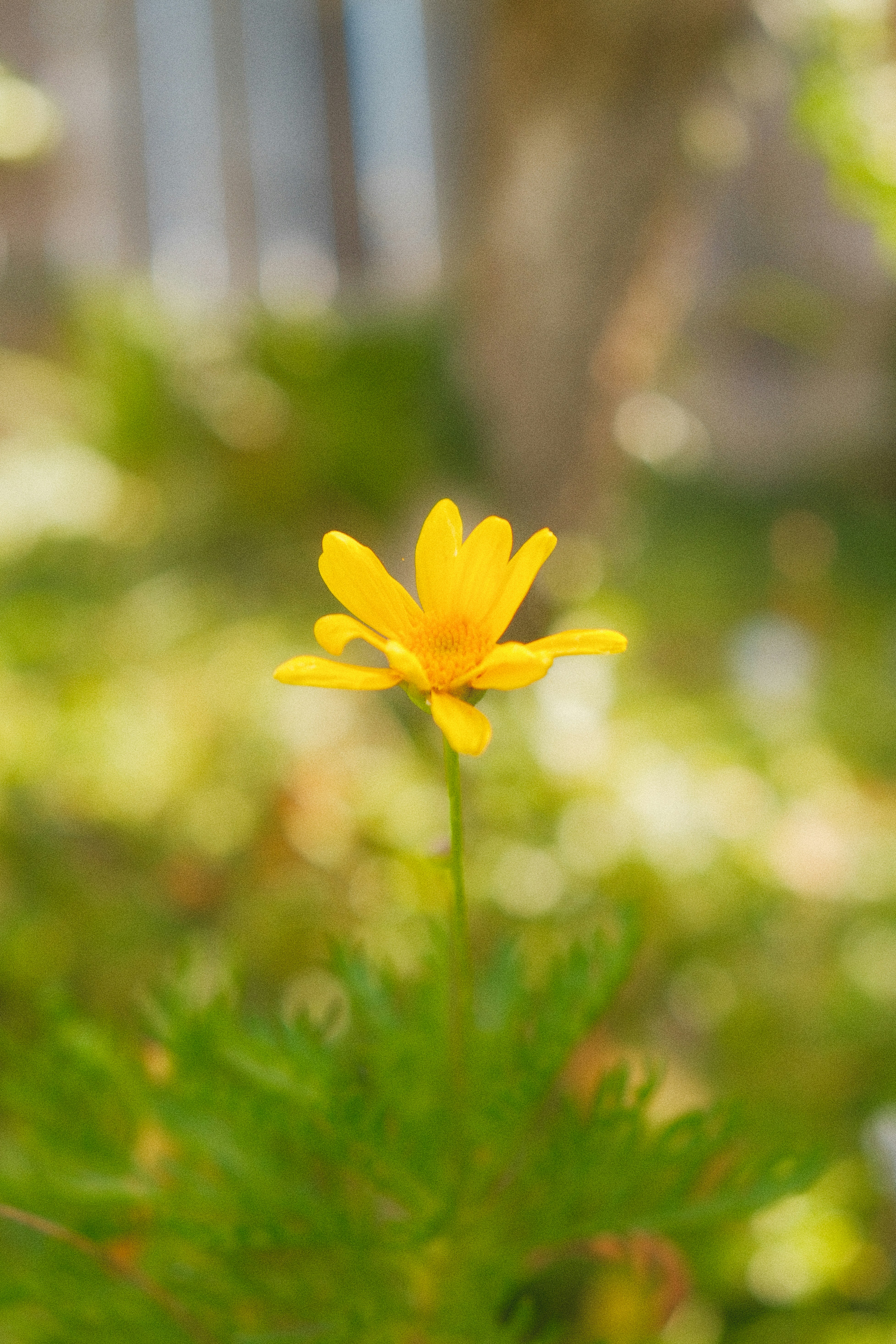 Sunny Yellow Bloom Centerstage