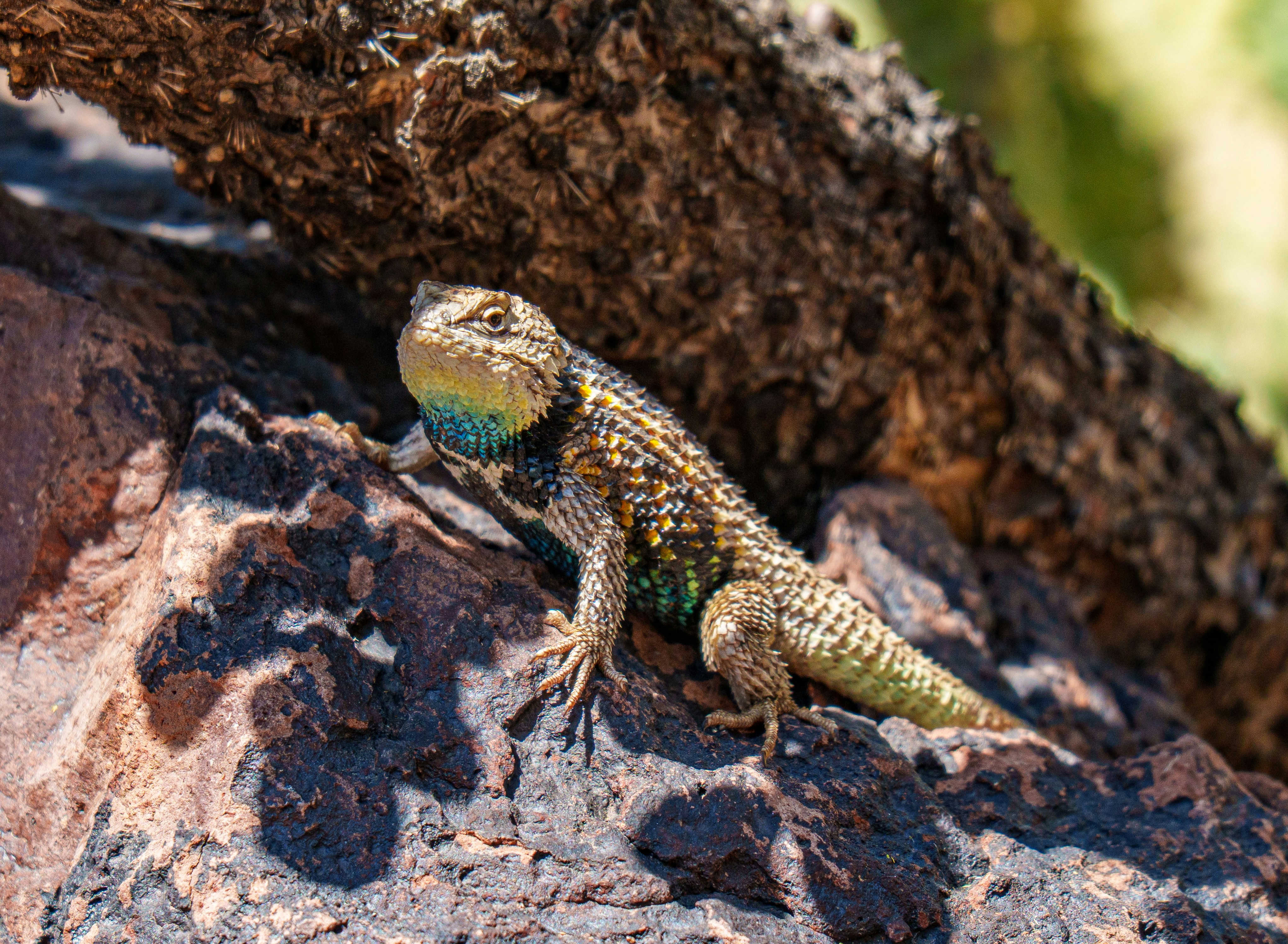 Desert Rock Lizard on Sunlit Basalt