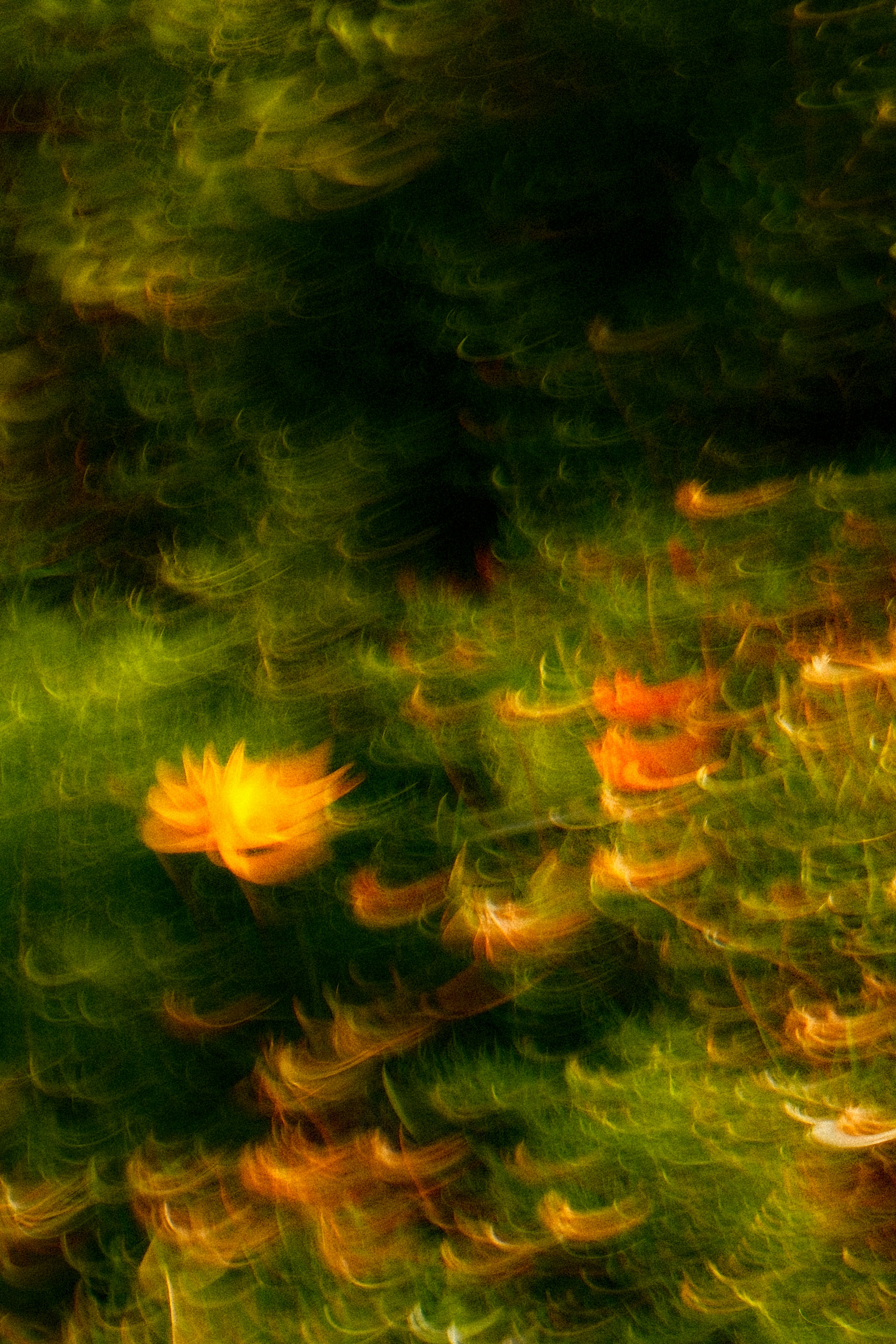 Autumn Whorl: A Blur of Leaflight